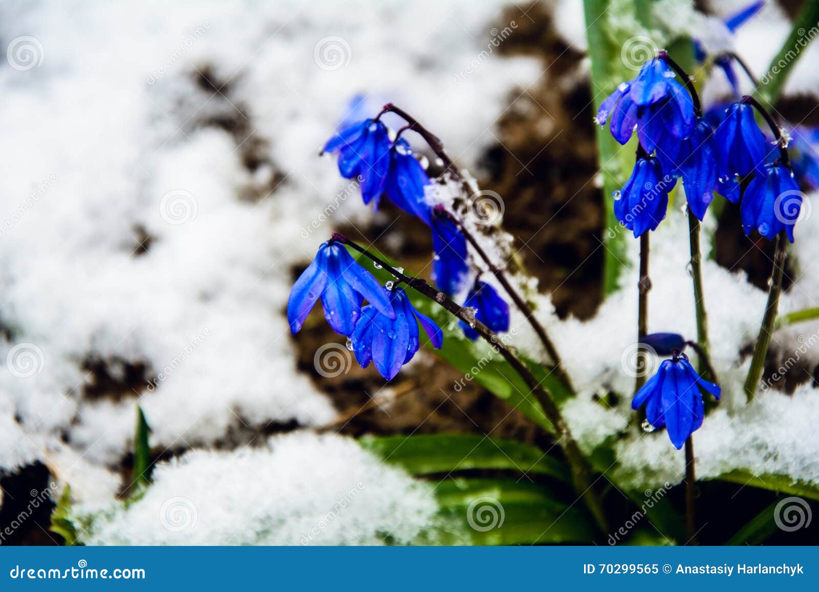 Bells in the Snow. the Primroses.flowers and Snow Stock Image - Image ...