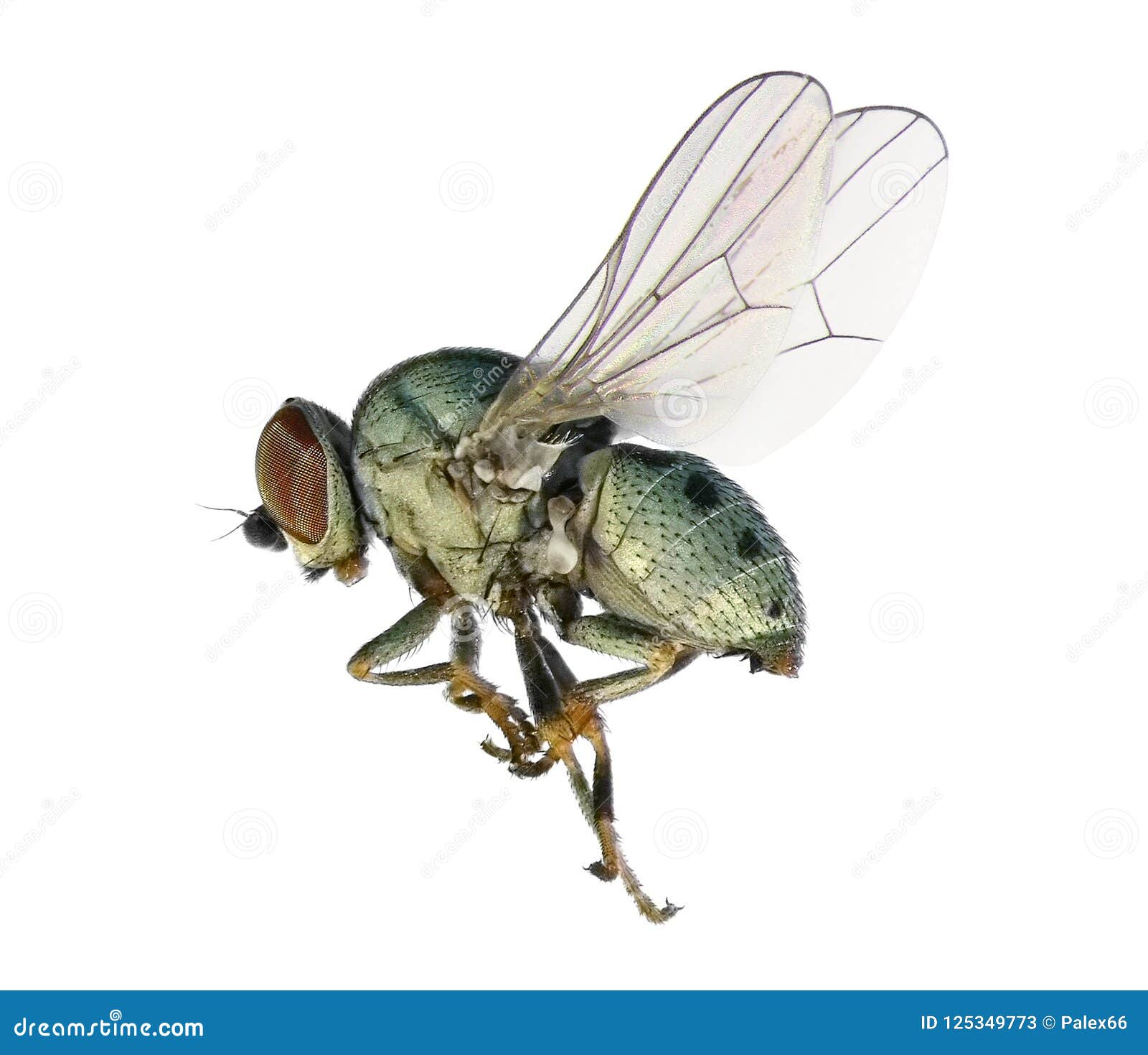 Bellula De Leucopis De La Mosca Imagen de archivo - Imagen de pera ...