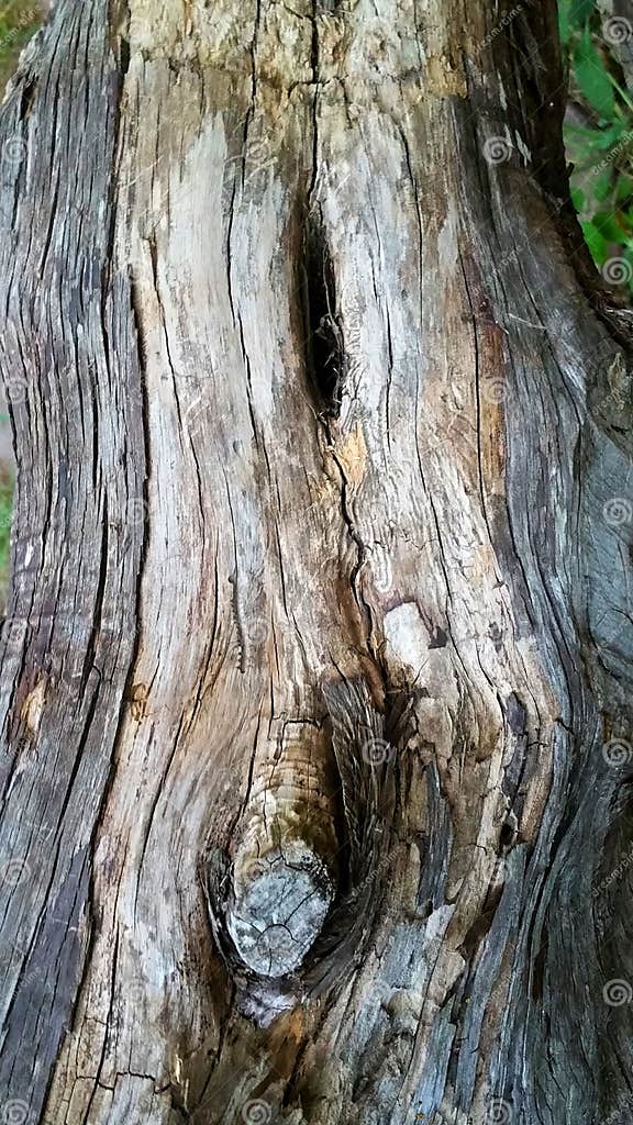 Belly button tree stock image. Image of belly, rustic - 78589533