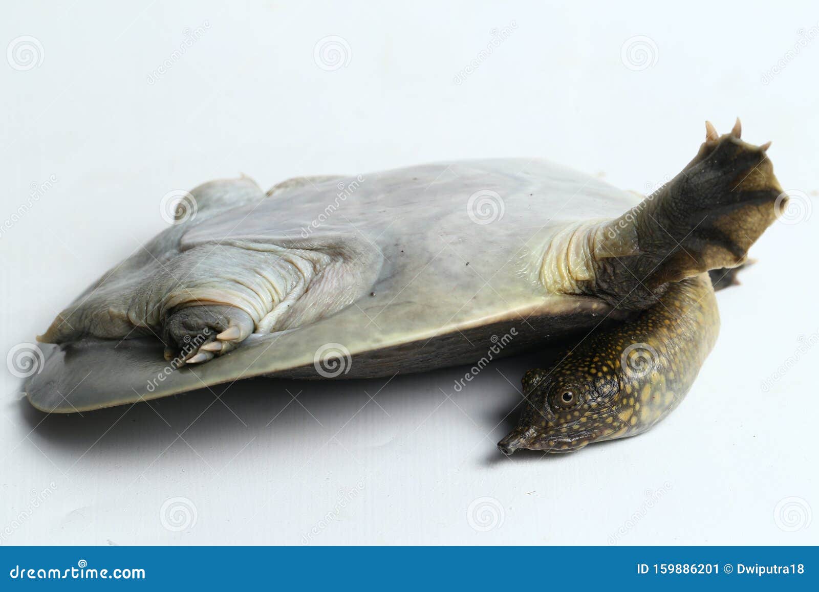 Belly of Common Softshell Turtle or Asiatic Softshell Turtle Amyda ...