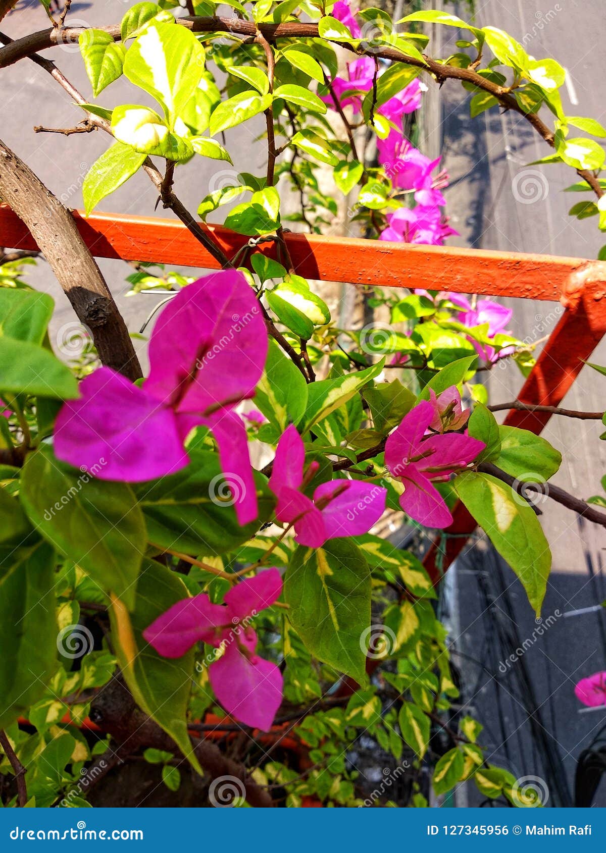 Belly Flower stock photo. Image of road, belly, flower - 127345956