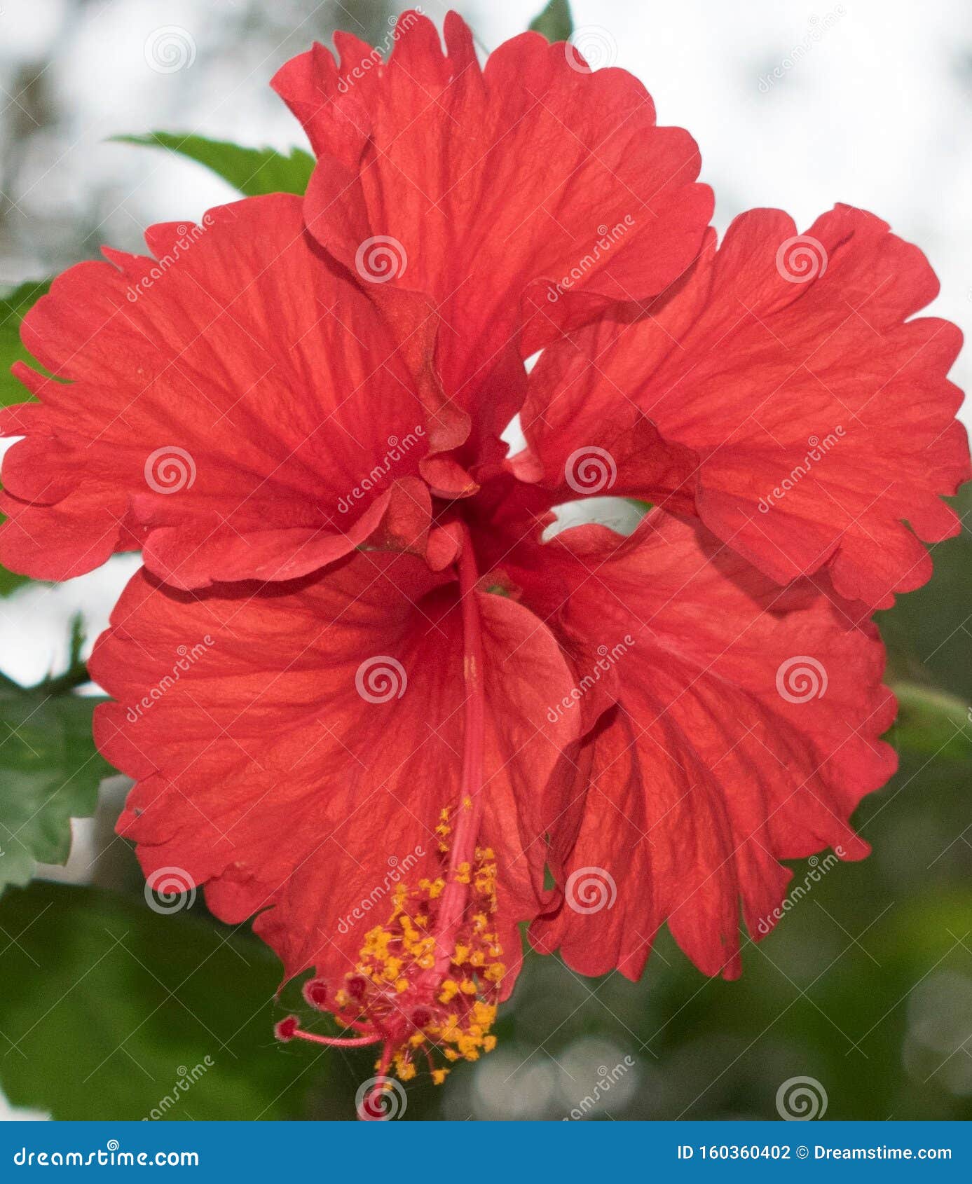 Belly Flower with 5 Objects Stock Photo - Image of decorative ...