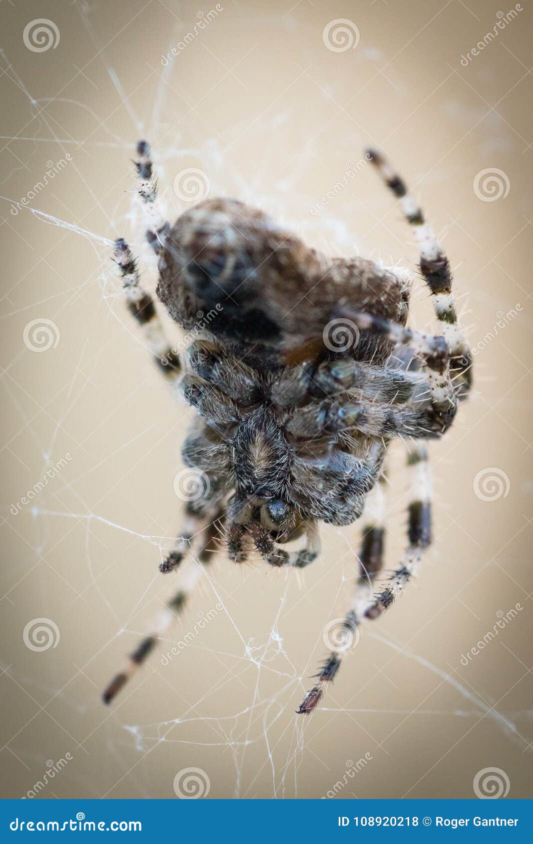 Belly of a Spider stock photo. Image of belly, suspended - 108920218