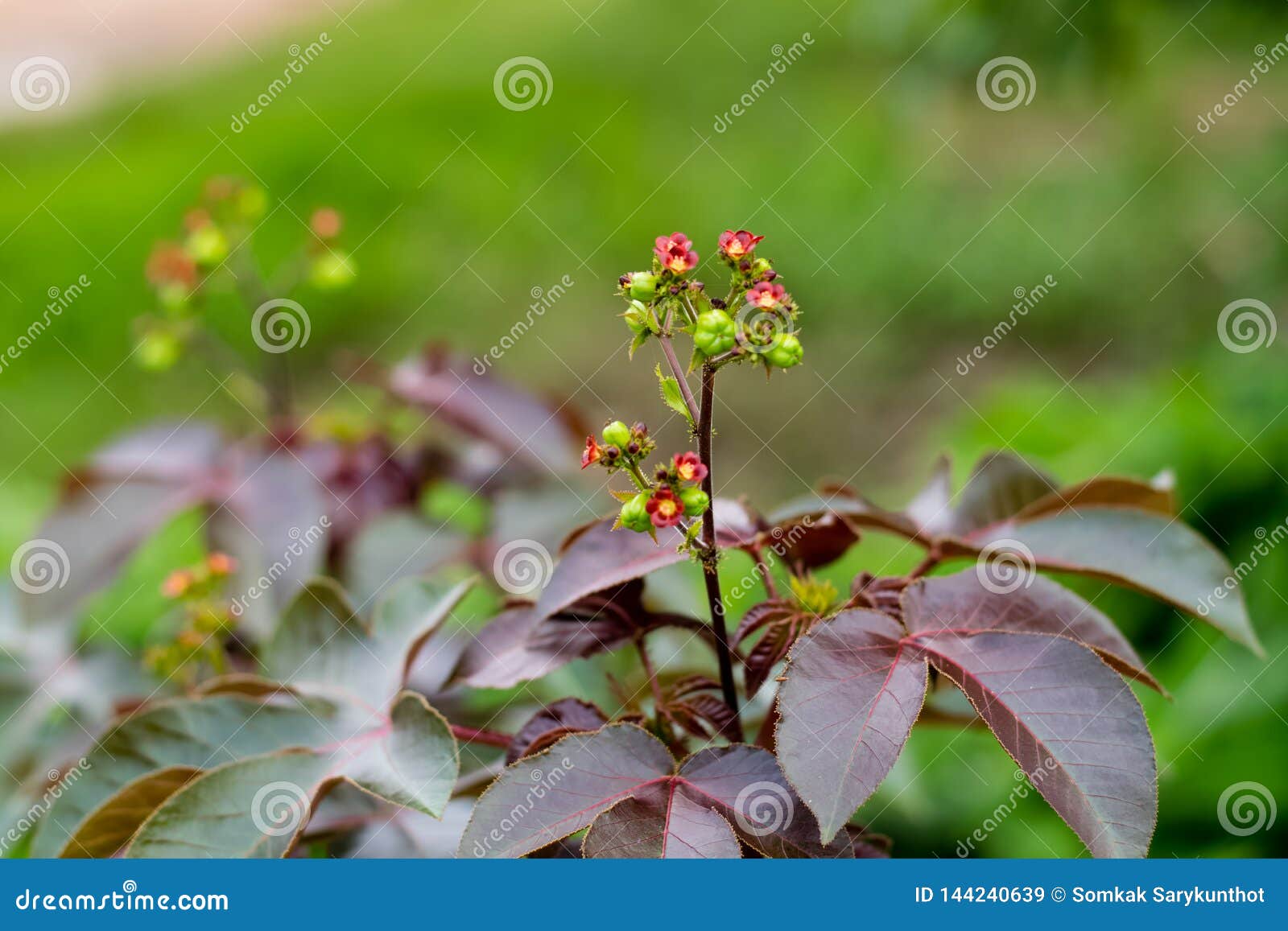 Bellyache Bush, Jatropha Gossypifolia Stock Image - Image of nature ...