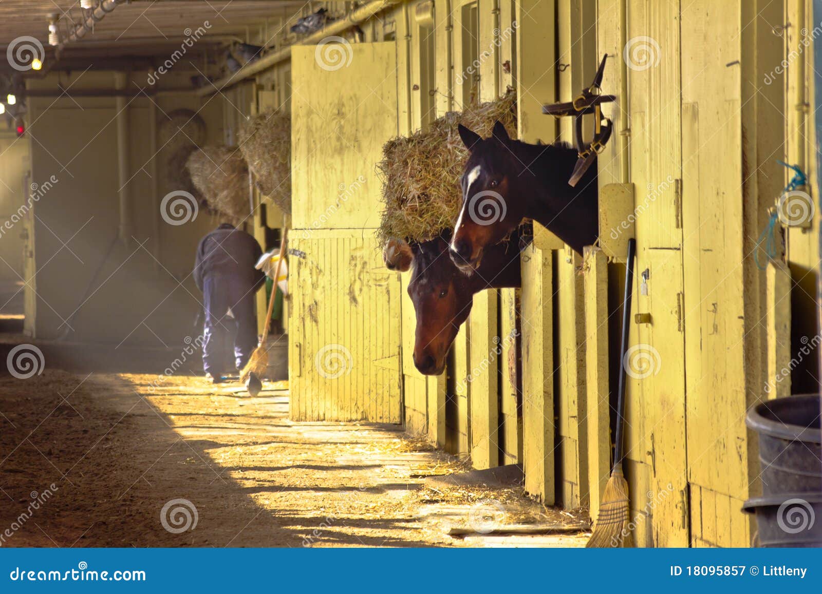 Belmont Racetrack Stable editorial photography. Image of thoroughbred ...