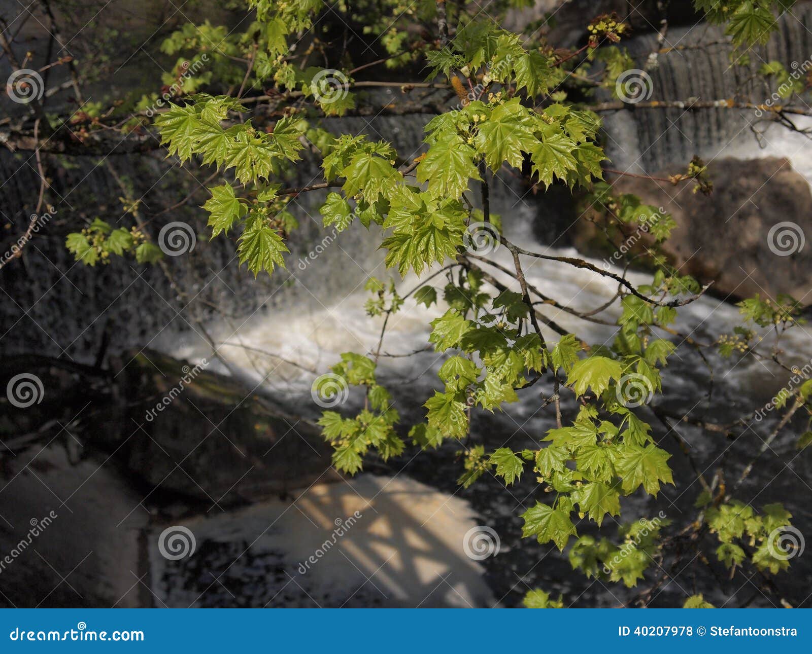 Belmontas Waterfalls (Vilnius, Lithuania) Stock Photo - Image of forest ...