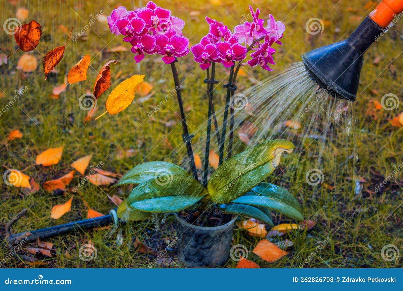 Belo Fundo De Flores Com Paisagem De Folhas Voando No Ar Foto De Stock Imagem De Pronto
