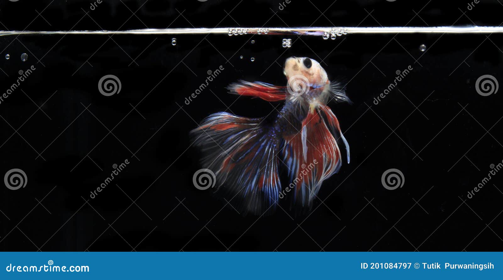 Belo Peixe-betta Rosa Ao Fundo Negro Imagem de Stock - Imagem de bonito ...