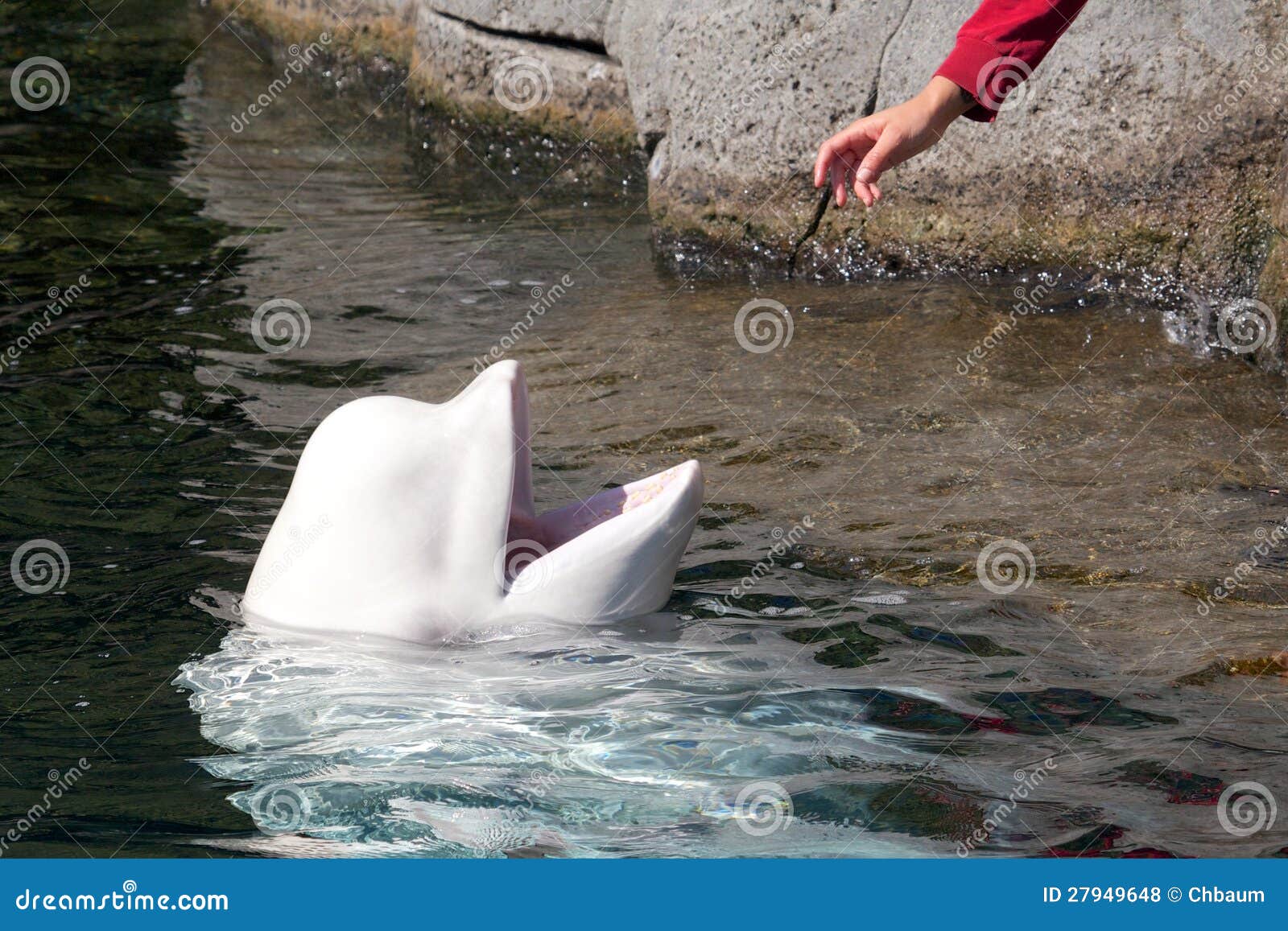 Beloega en zijn wrangler stock foto. Image of neus, grijns - 27949648