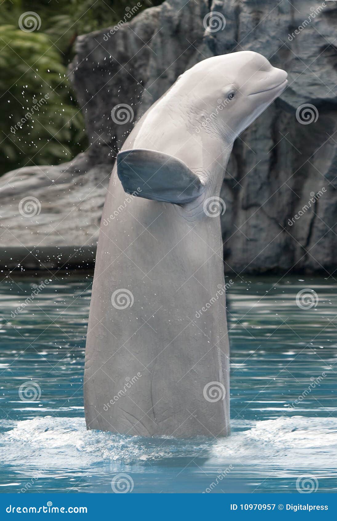 Beloega, Vissen Van De Witte Walvissen Stock Afbeelding - Image of keus ...