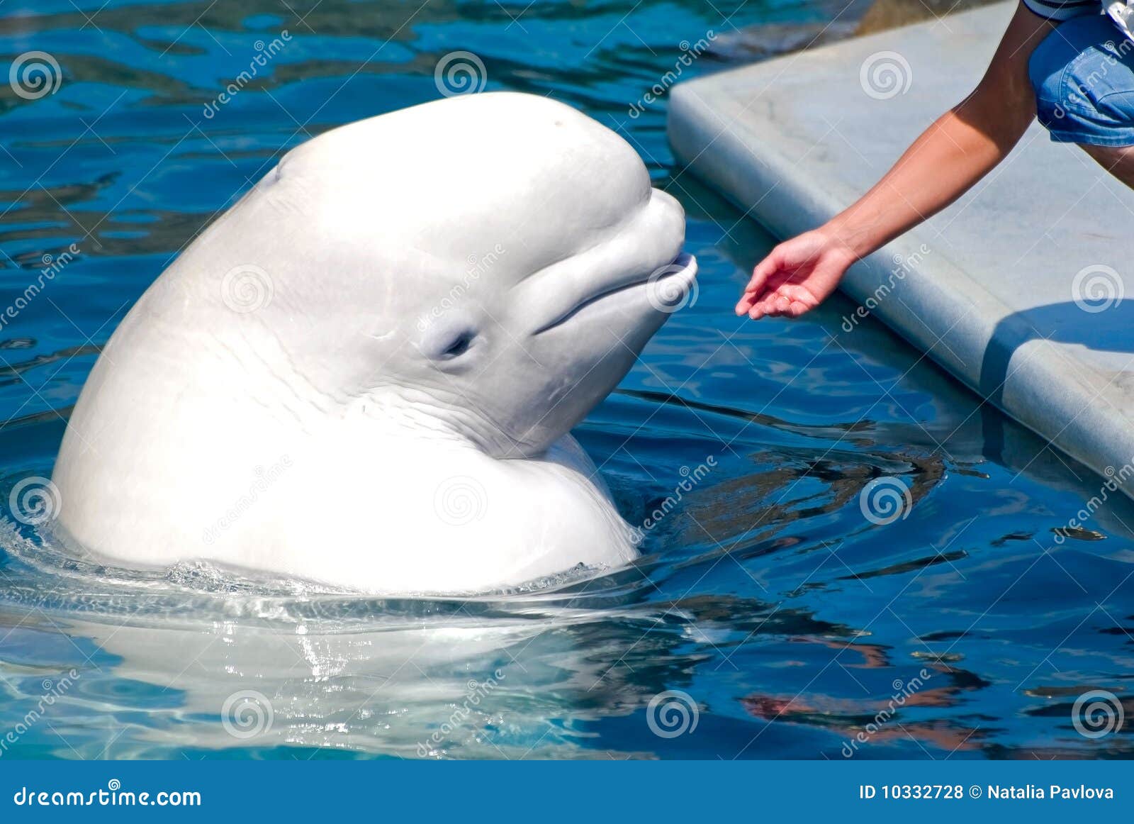 Beloega (Witte Walvis) stock foto. Image of beeld, noordpool - 10332728