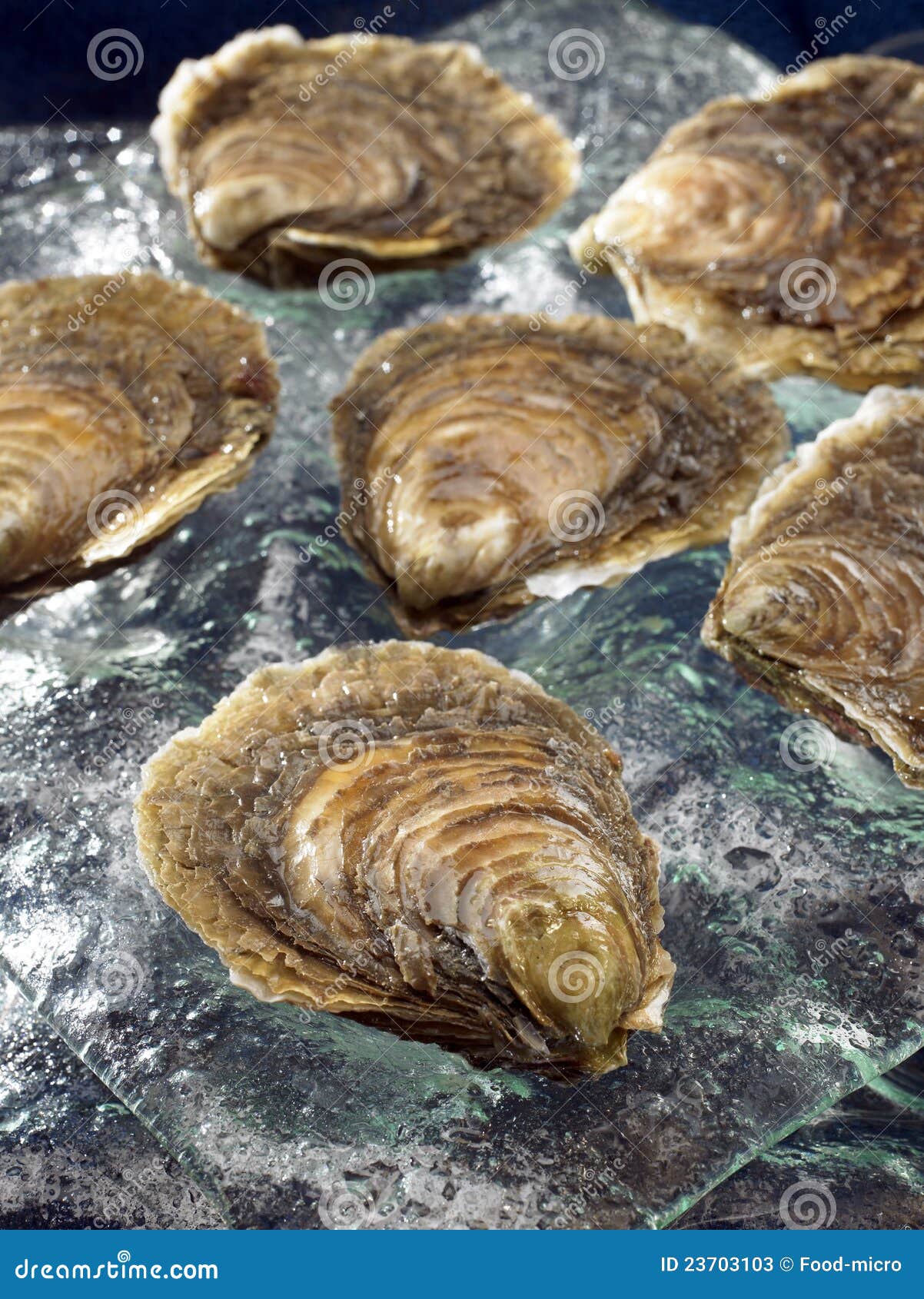 Belon flat oysters stock image. Image of finger, seafood - 23703103