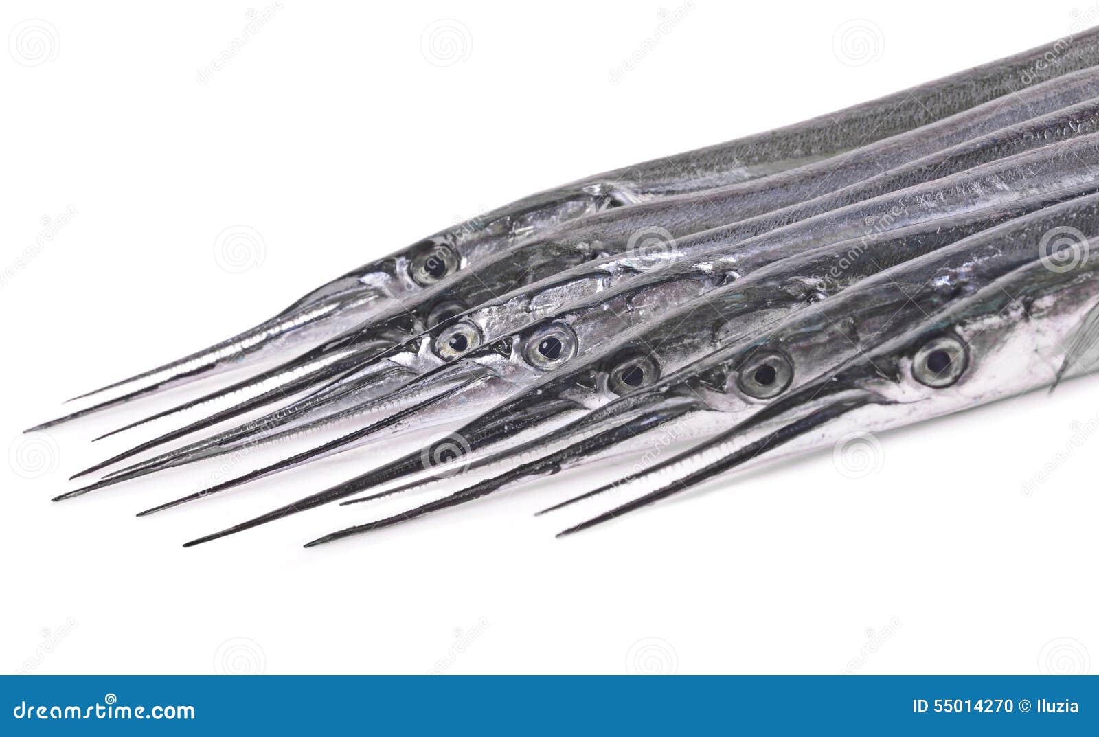 Belone belone stock photo. Image of marine, nature, slender - 55014270