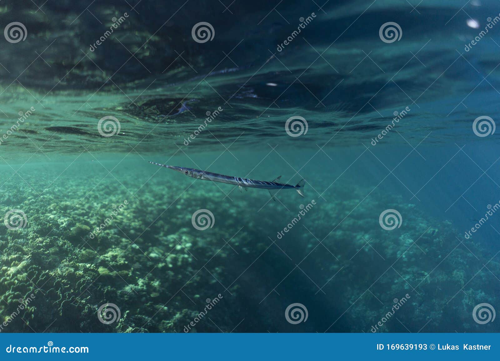 Belonidae Underwater in the Ocean of Egypt, Underwater in the Ocean of ...