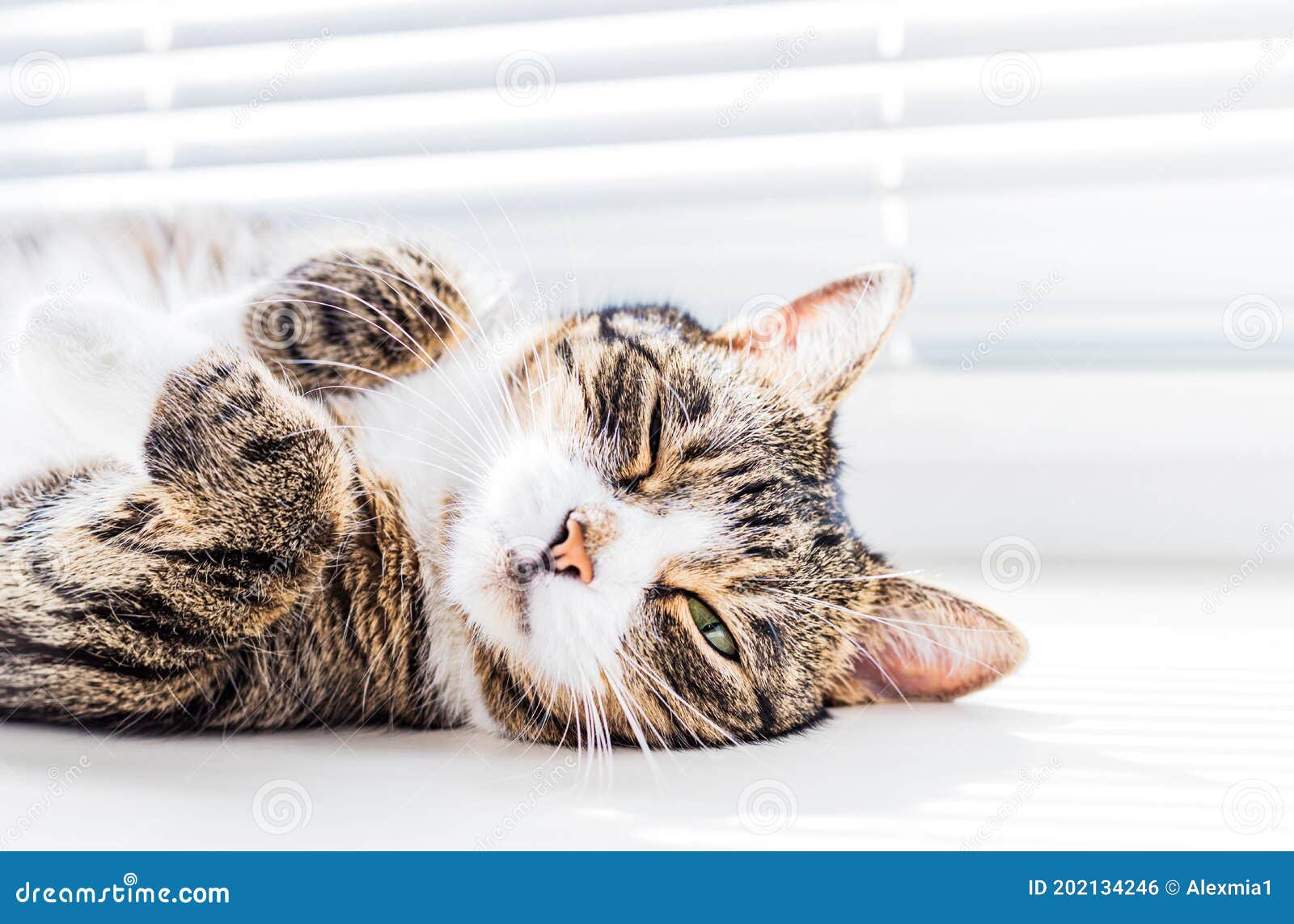 Belos E Bonitos Relaxados De Gatos Adormecem Dormindo Foto de Stock ... Belos E Bonitos Relaxados De Gatos Adormecem Dormindo Foto de Stock ...