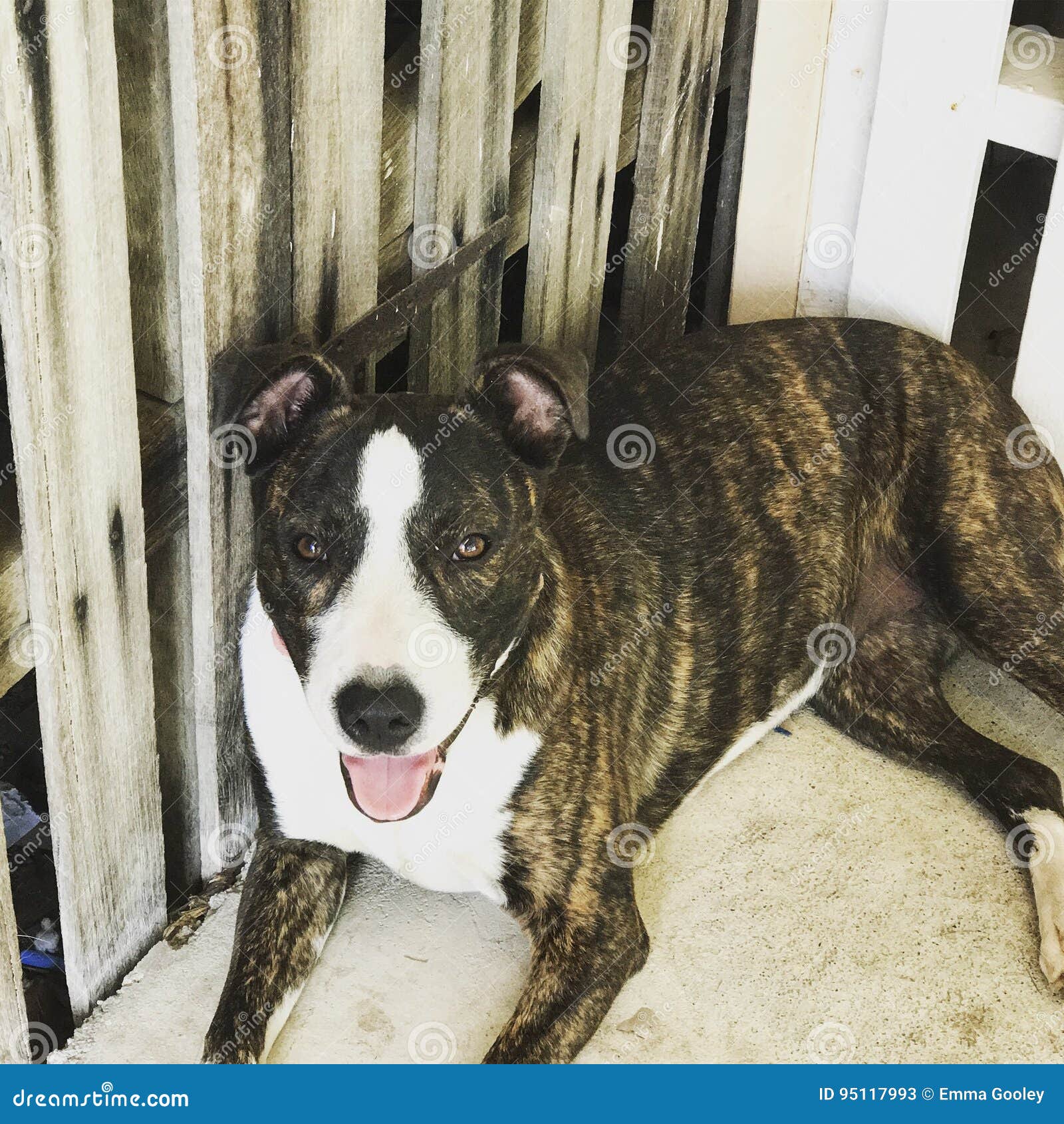 Beloved dog stock image. Image of beloved, 2yrs, puppy - 95117993