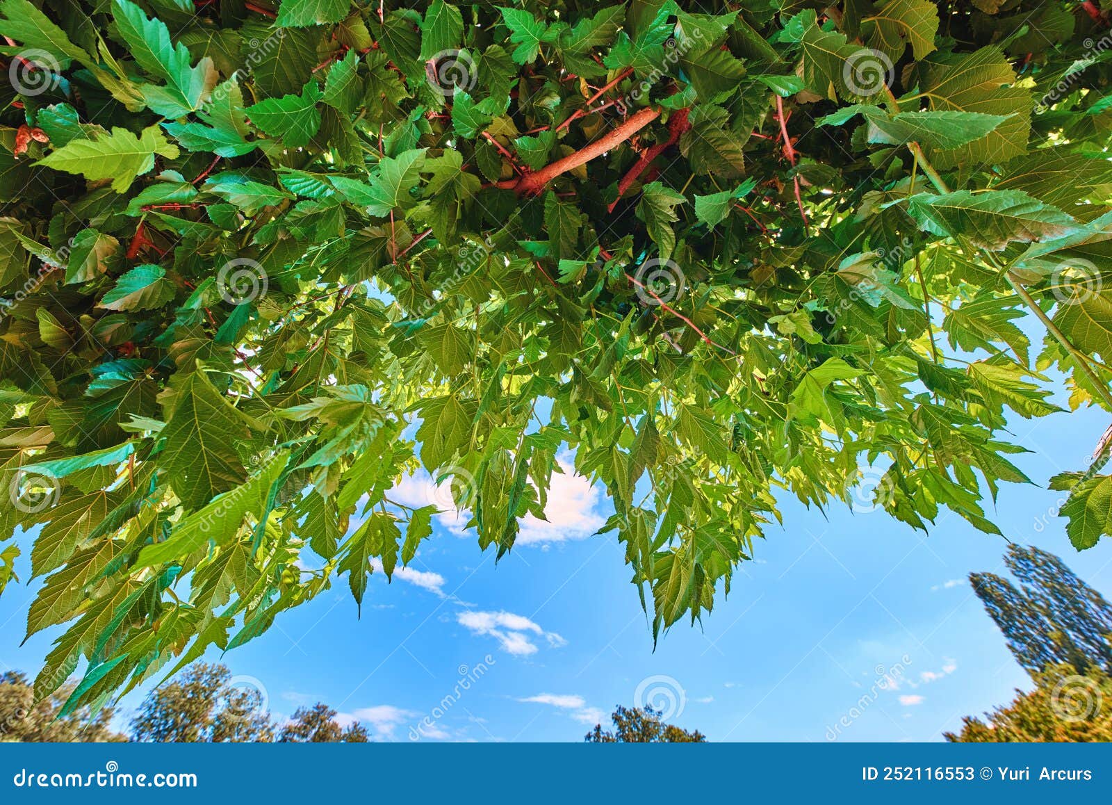 Below of an Amur Maple Tree Leaves on Blue Cloud Sky Background with ...