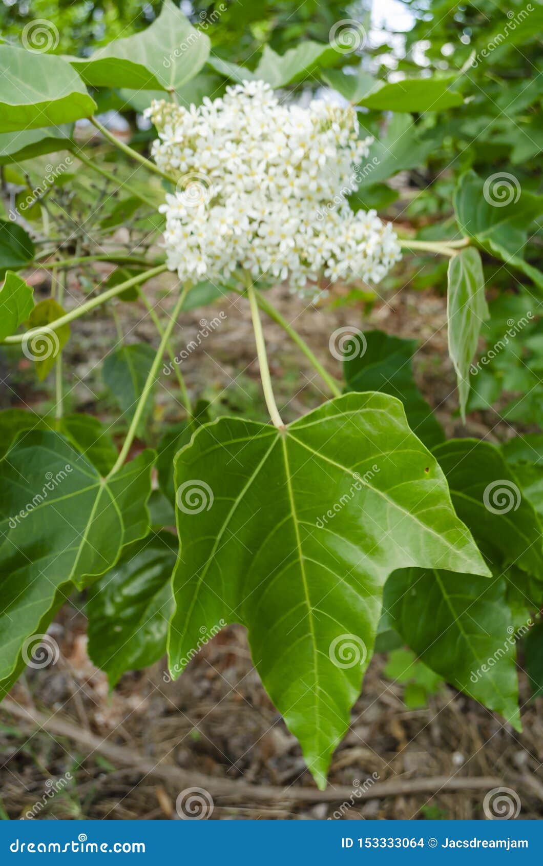 Kukui Tree Leaves