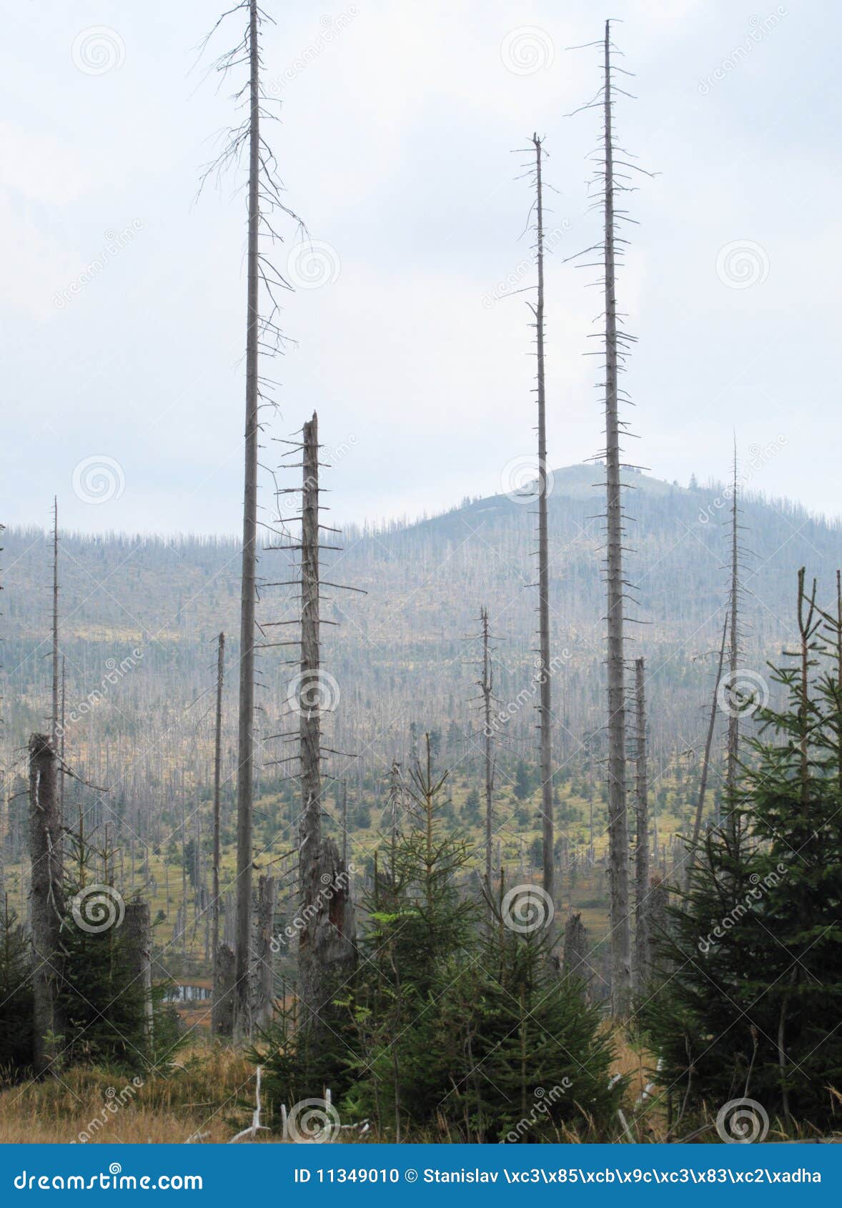 Below Luzny stock photo. Image of forest, view, nature - 11349010