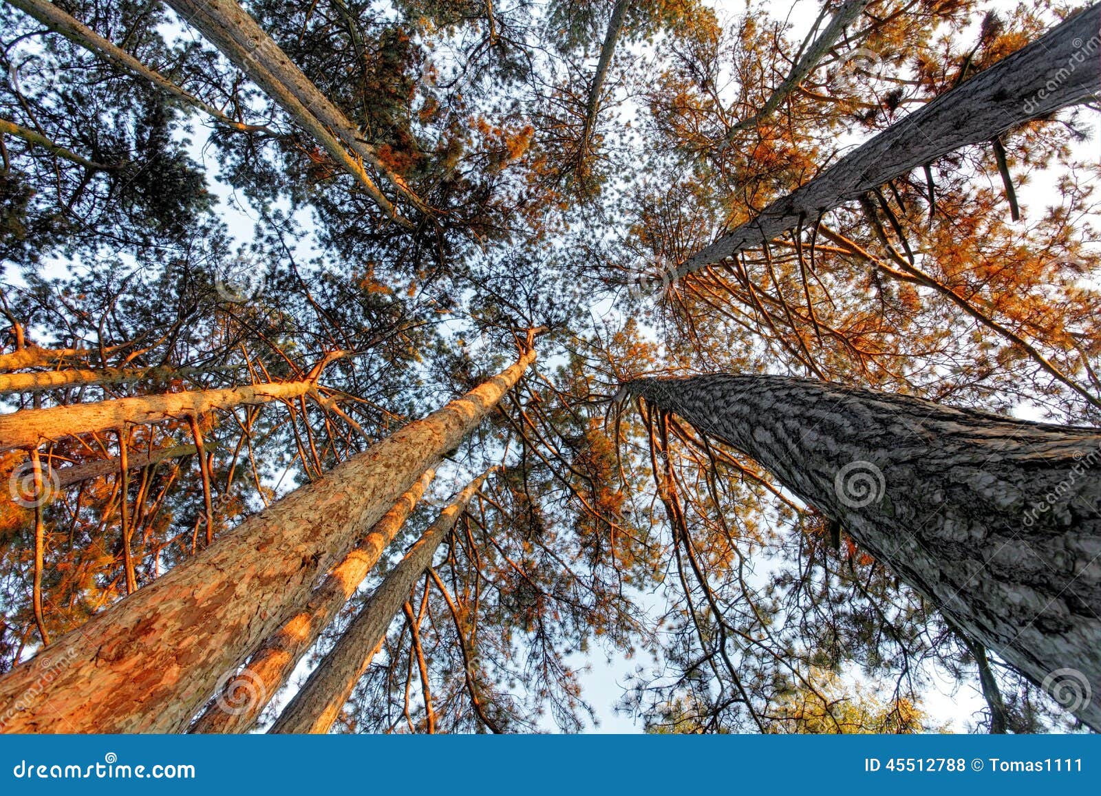 Below Pine Tree in Forest at Fall Stock Photo - Image of park, pine ...
