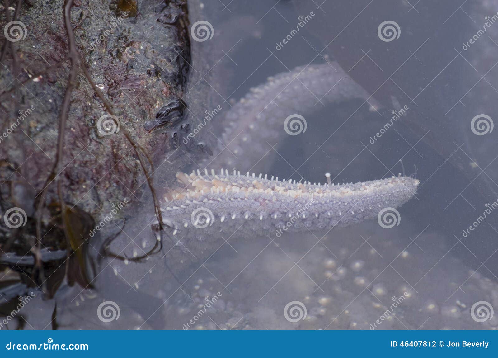 Below the Surface stock photo. Image of water, underbelly - 46407812