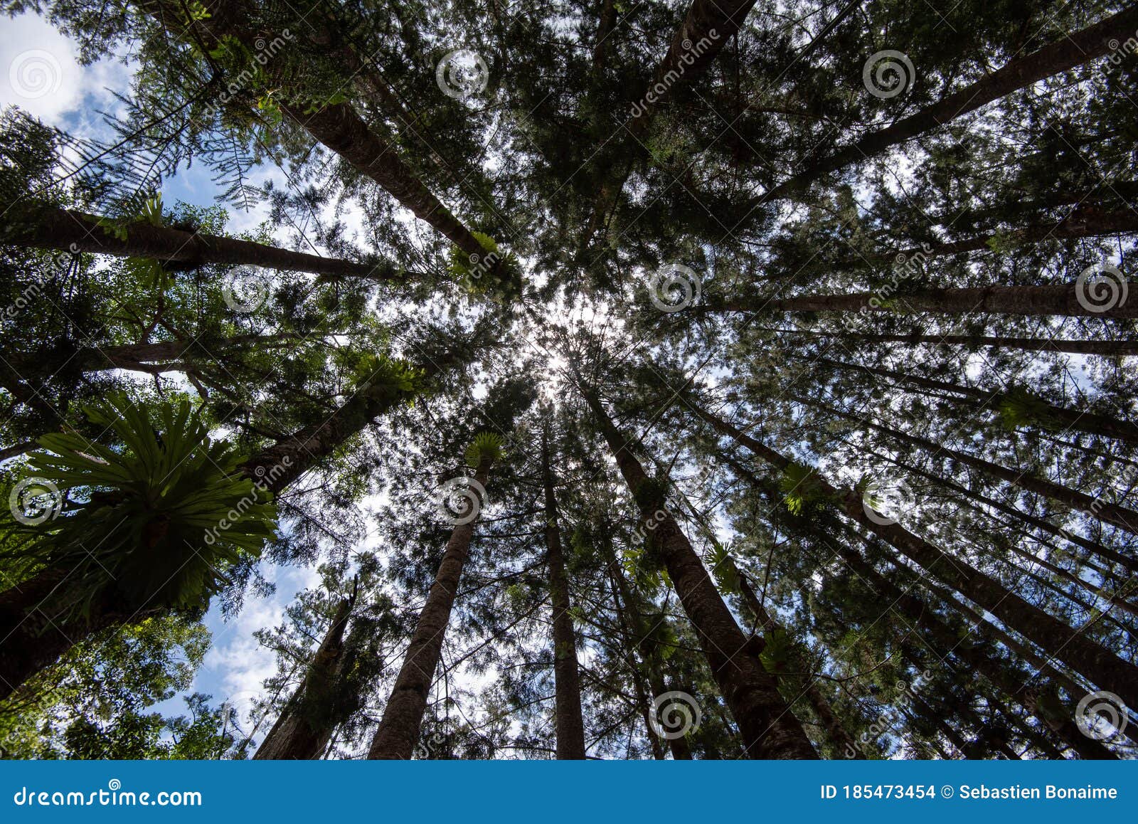 Below the Trees in the Rain Forest Stock Photo - Image of spring, plant ...