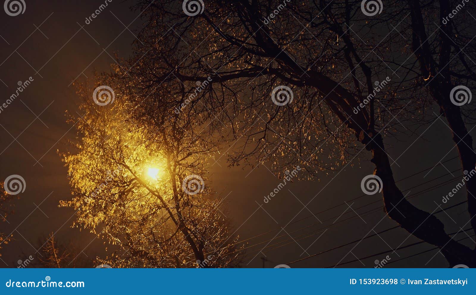 From Below View of Lamppost Glowing with Golden Light in Tree Branches ...
