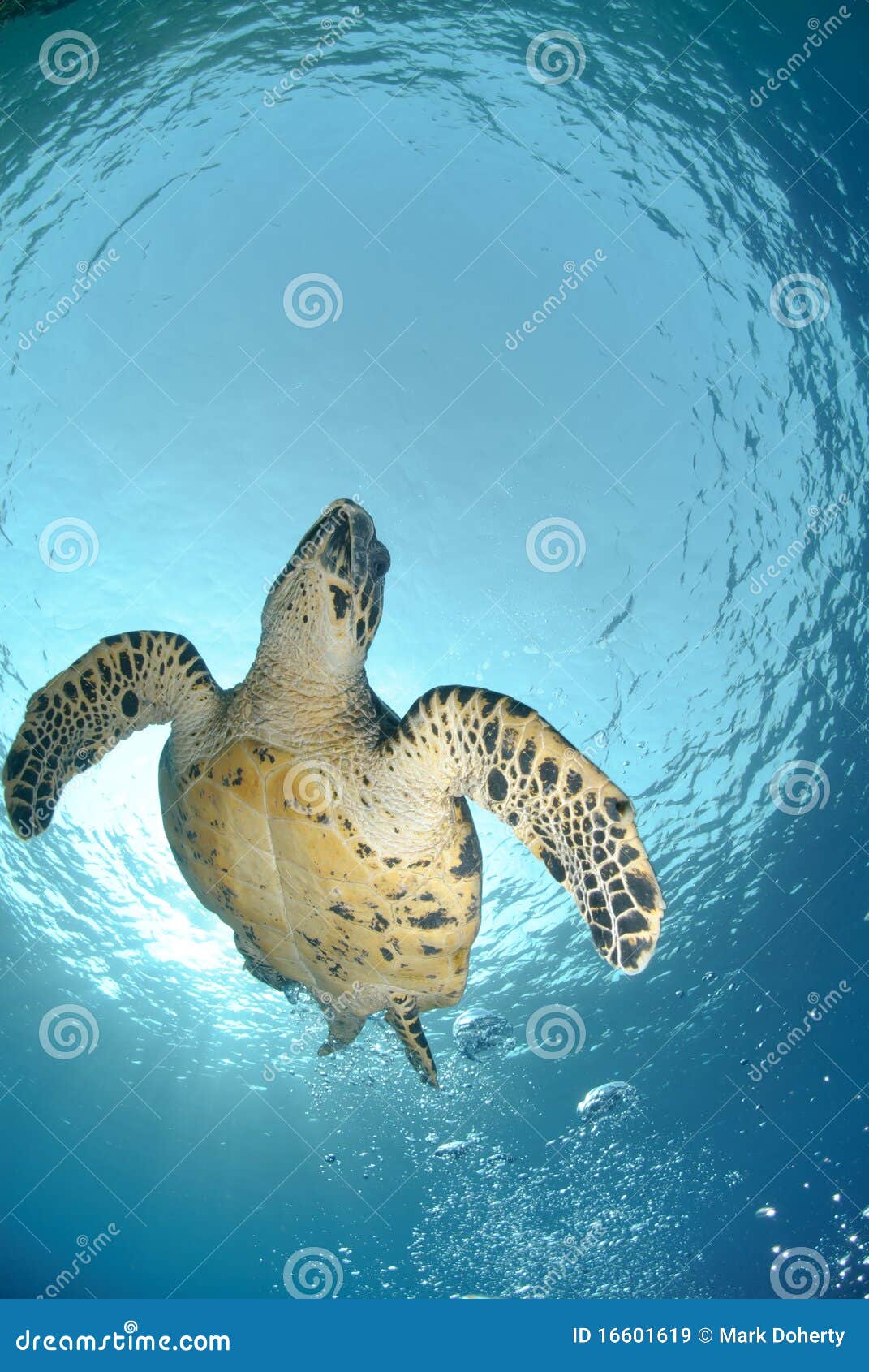 Below View of a Swimming Hawksbill Turtle Stock Image - Image of adult ...