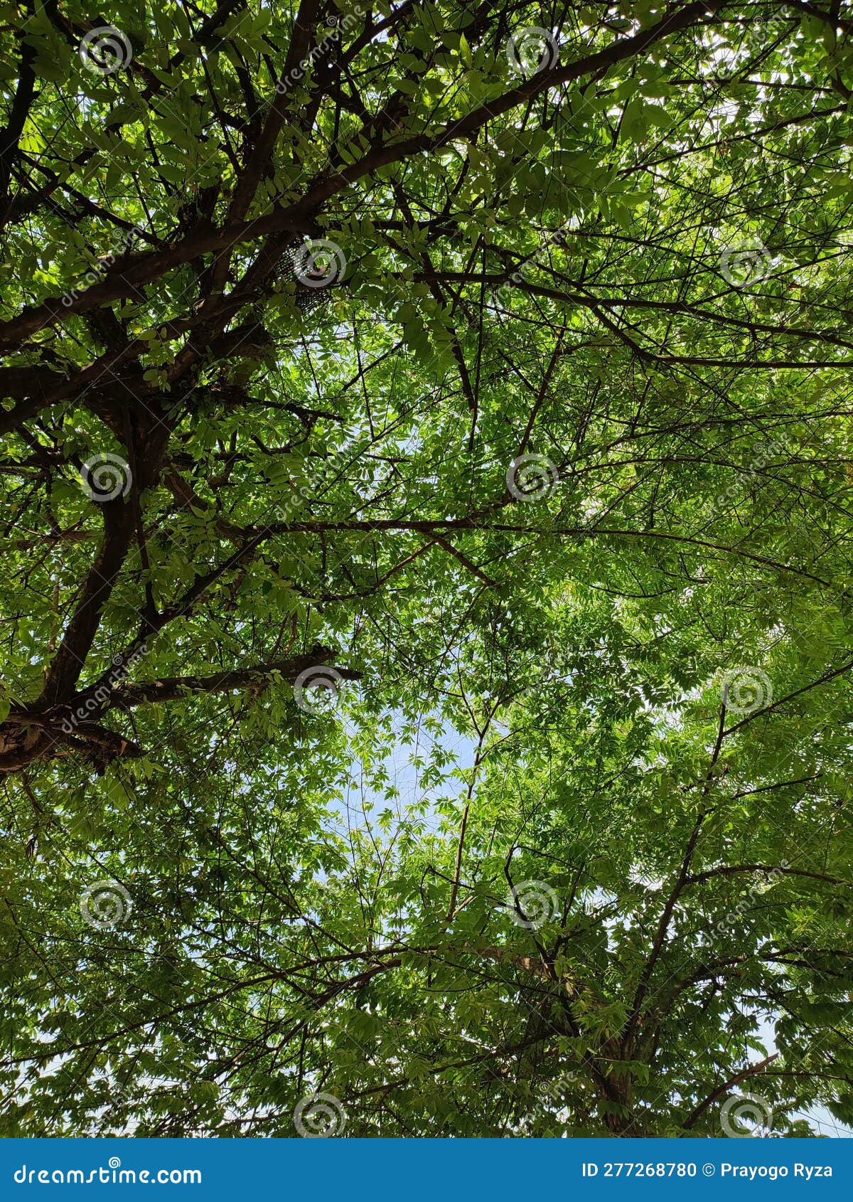 A Below View of Tree with Green Leaf Stock Photo - Image of nature ...