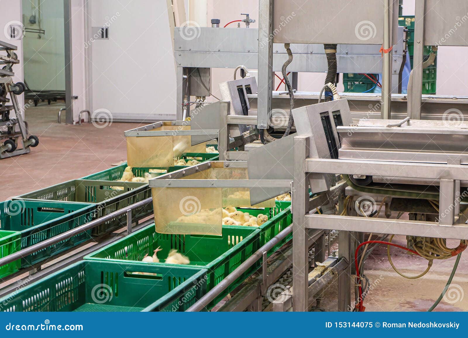 Belt Conveyor for Counting and Sorting Chicks Stock Image - Image of ...