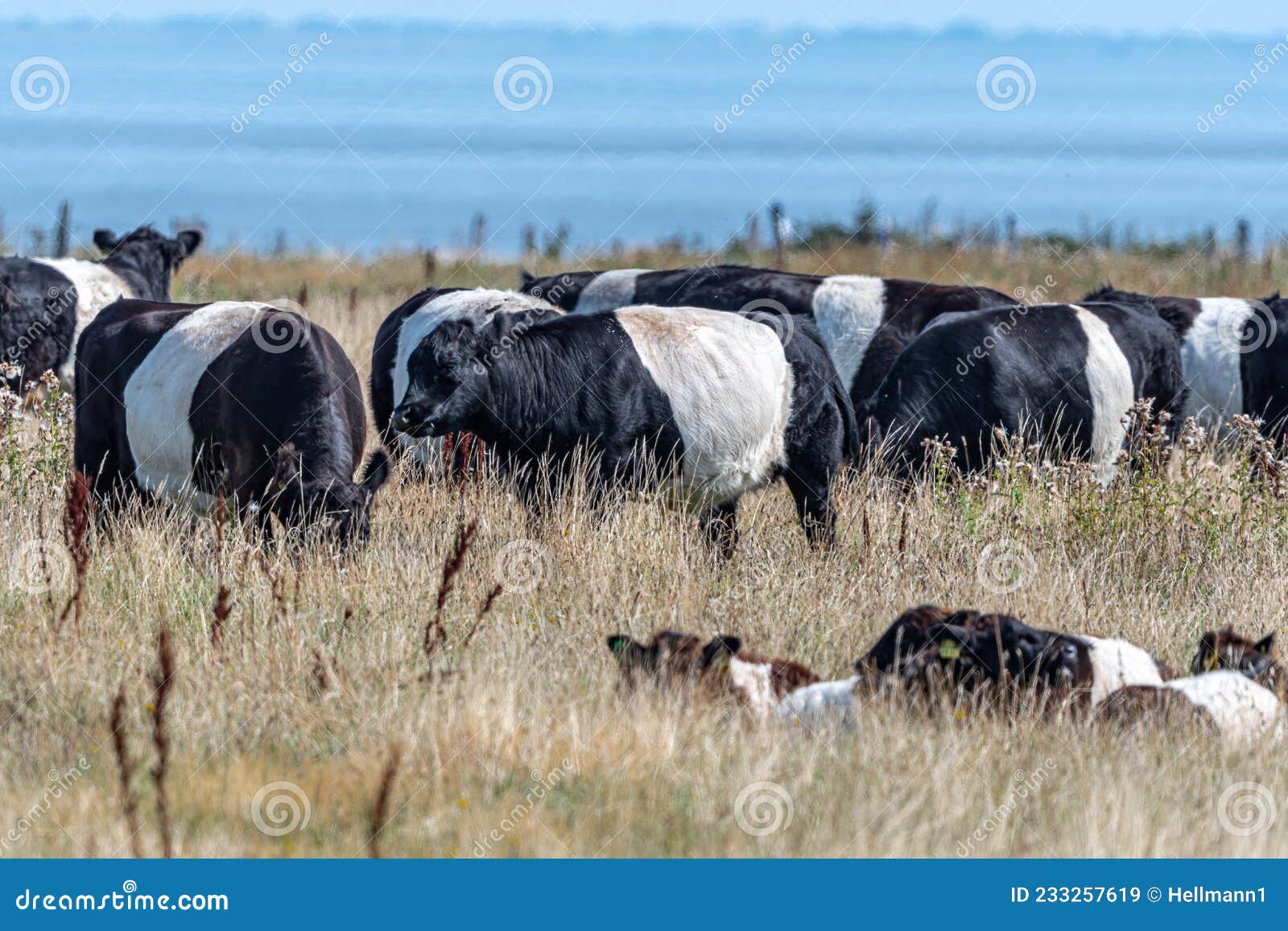 Belted Galloways stock image. Image of meadow, germany - 233257619