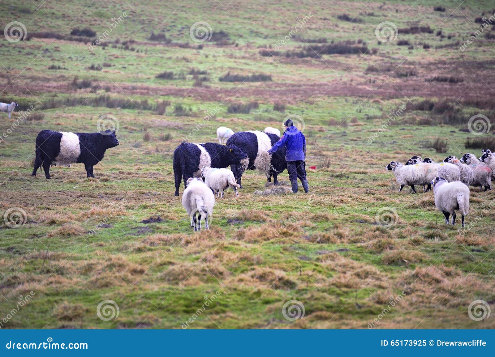 Belted Galloway Cattle and Sheep Editorial Image - Image of feeding ...