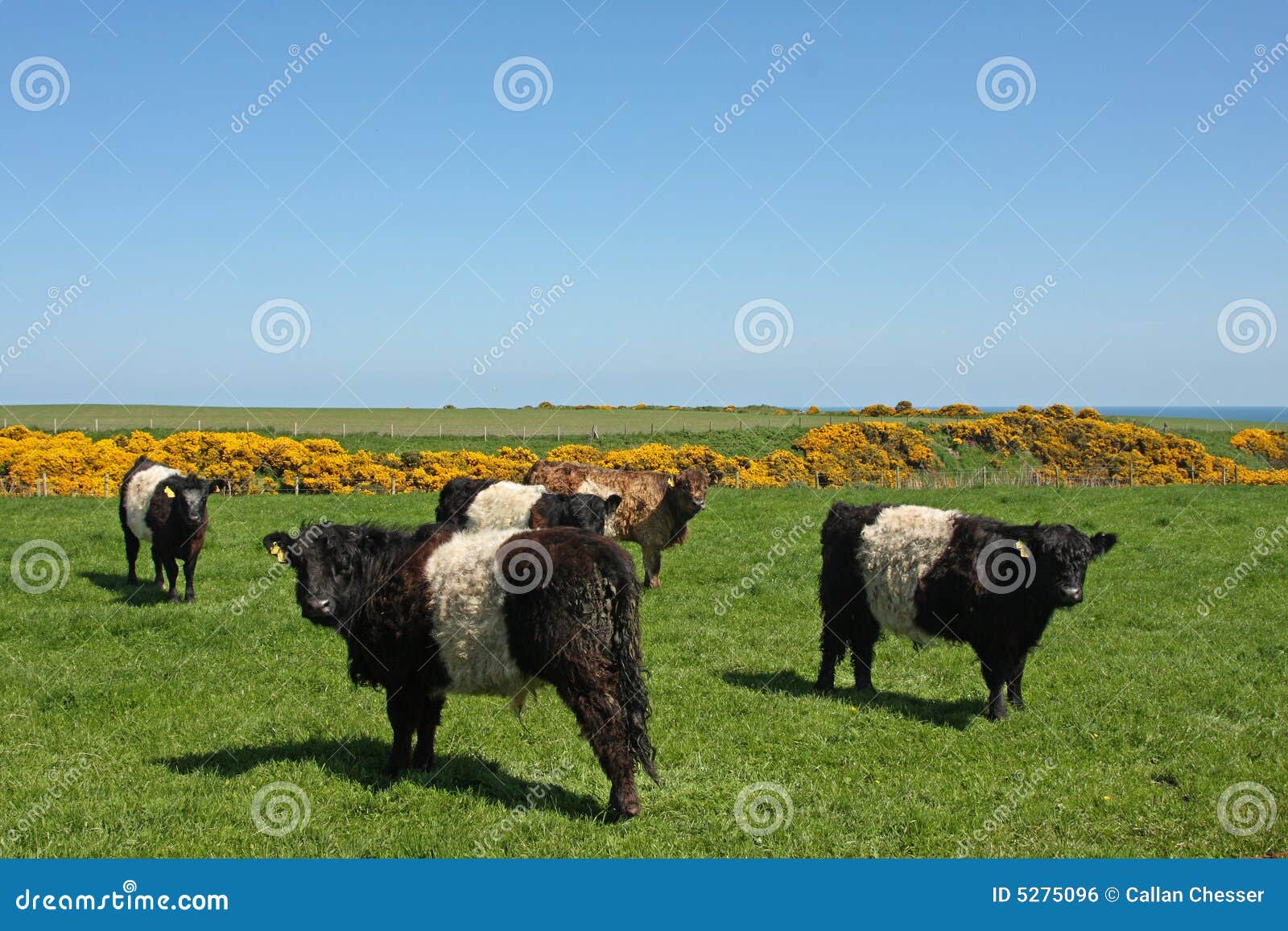 Belted Galloway Cows stock photo. Image of rare, agriculture - 5275096