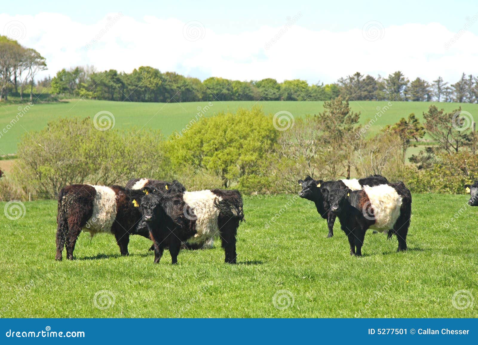 Oreo Cows I Believe Buelingo Foraging And Living In The Beautiful ...