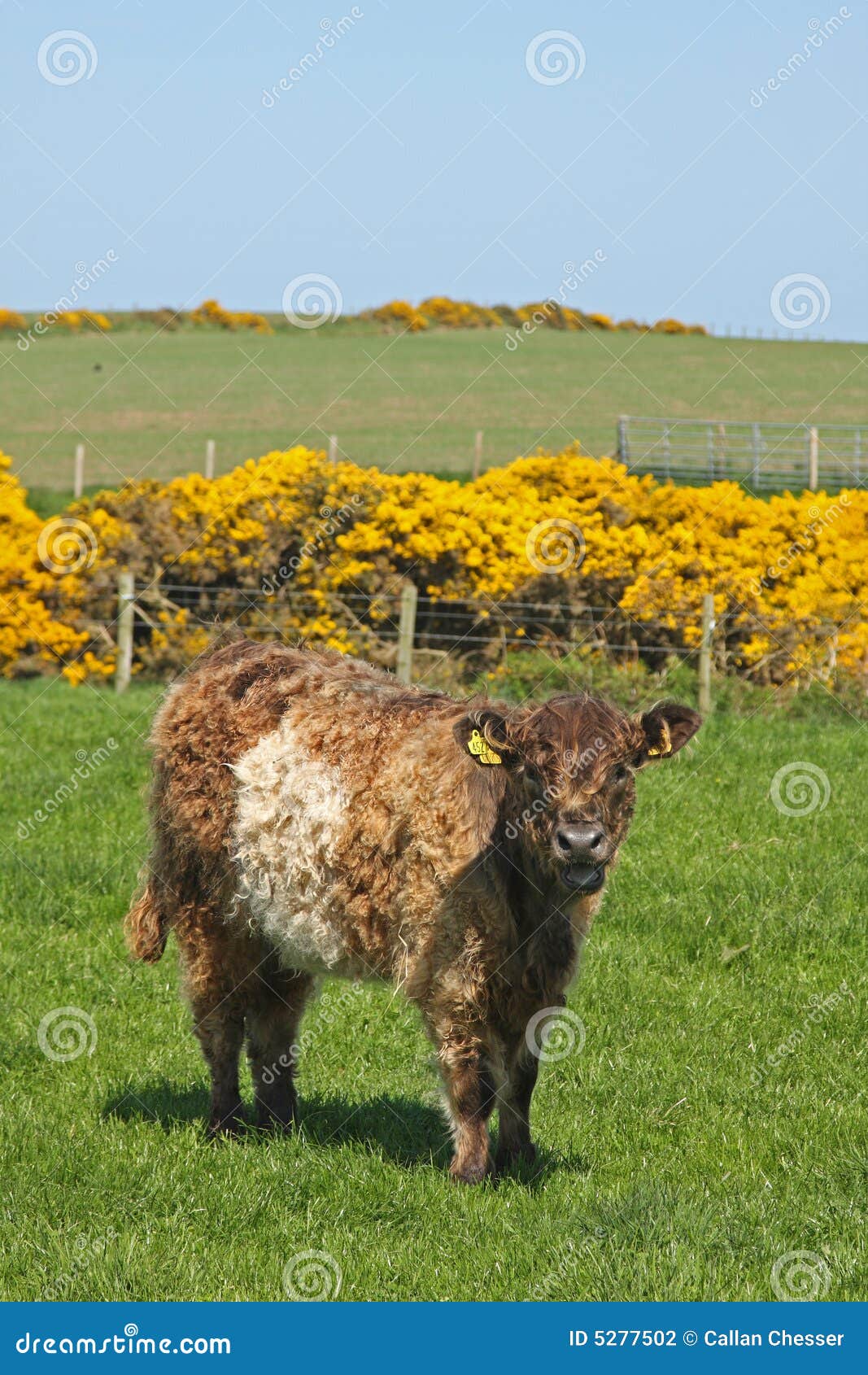Belted Galloway Cows stock photo. Image of fall, stripes - 5277502