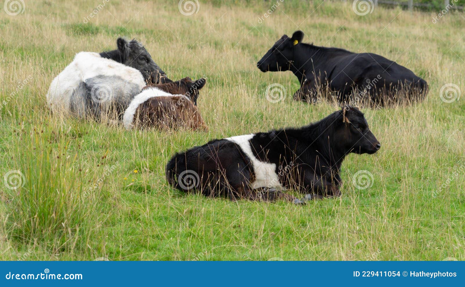 Belted Galloway Cows in Field Stock Photo - Image of sitting, country ...