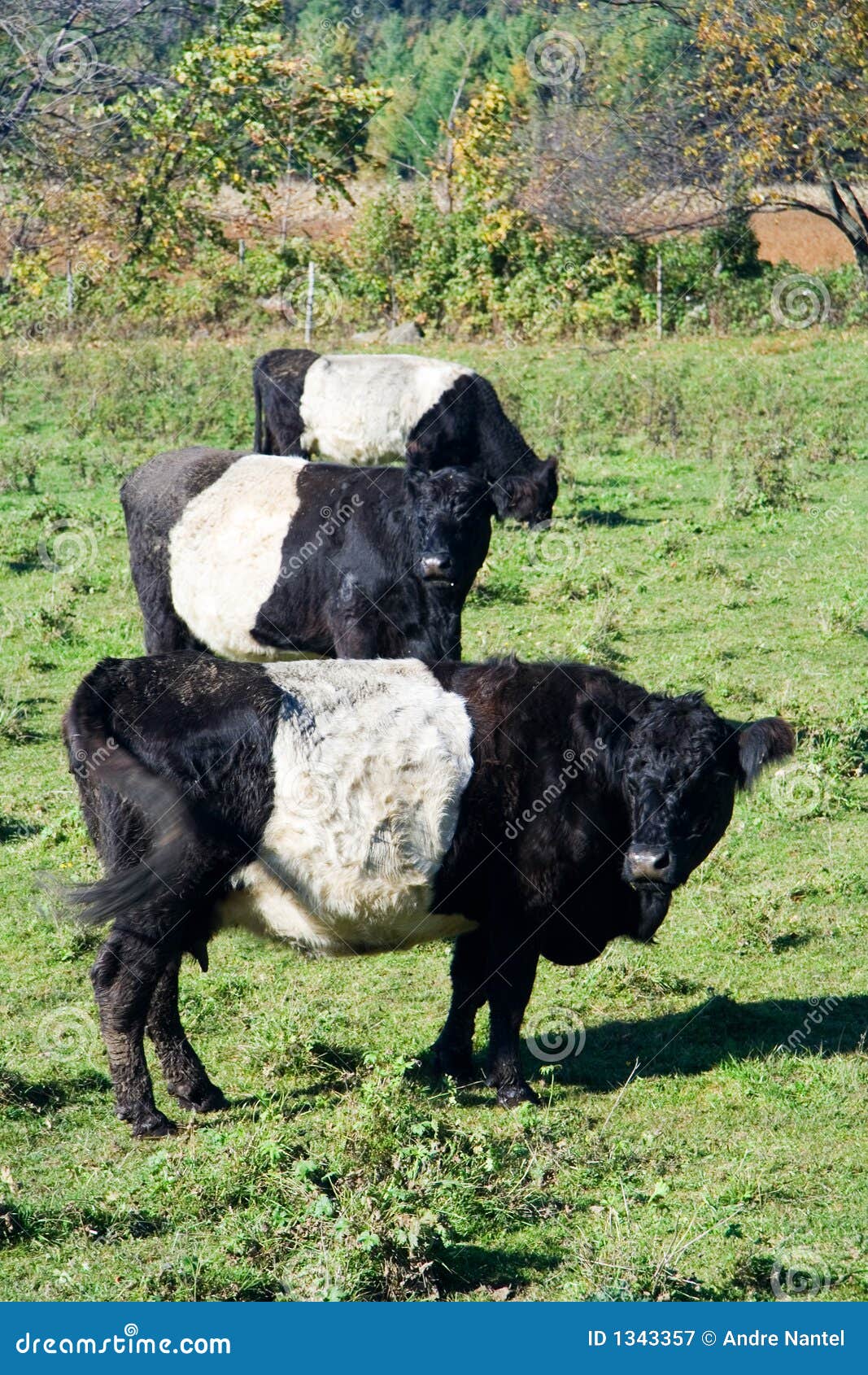Oreo Cows I Believe Buelingo Foraging And Living In The Beautiful ...