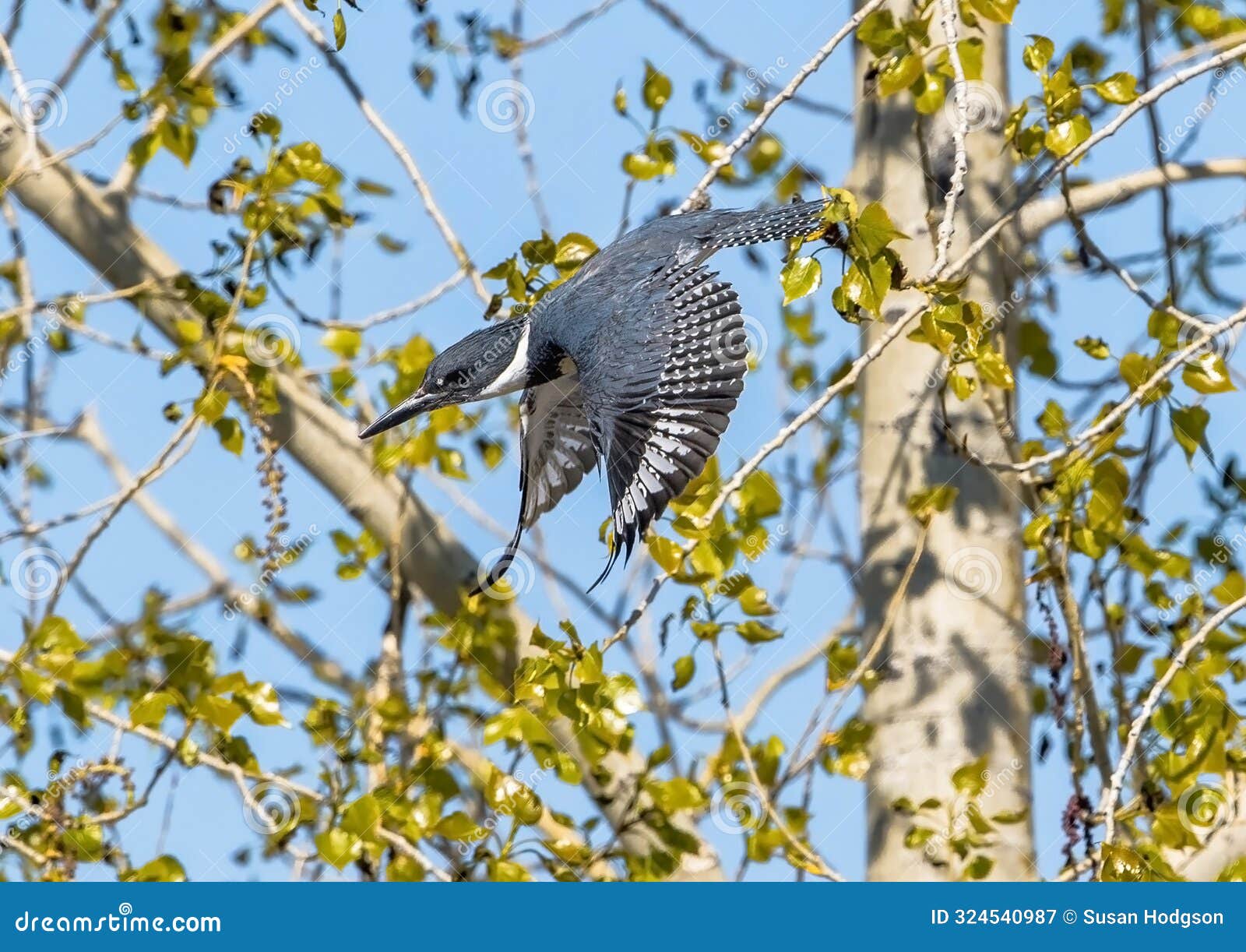 A Belted Kingfisher Bird Swooping Down in Flight from a Spring Tree ...
