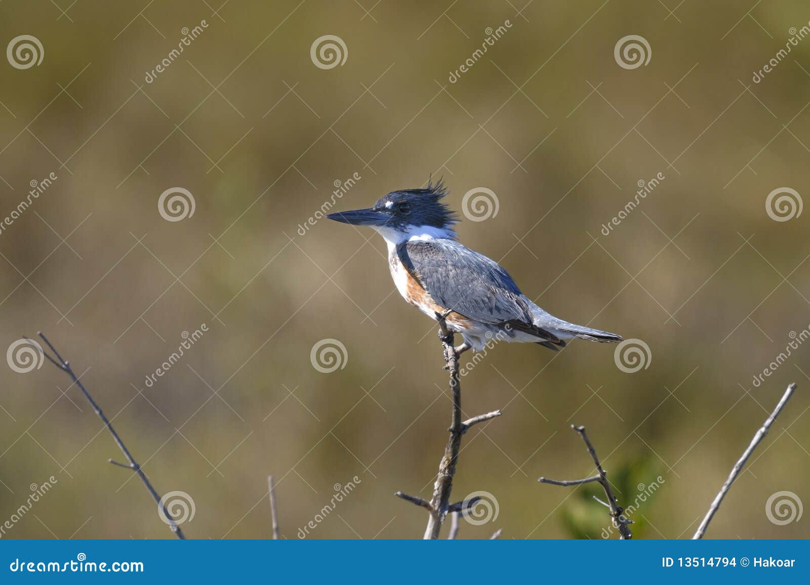 Belted Kingfisher, Megaceryle Alcyon Stock Photo - Image of bird, fauna ...