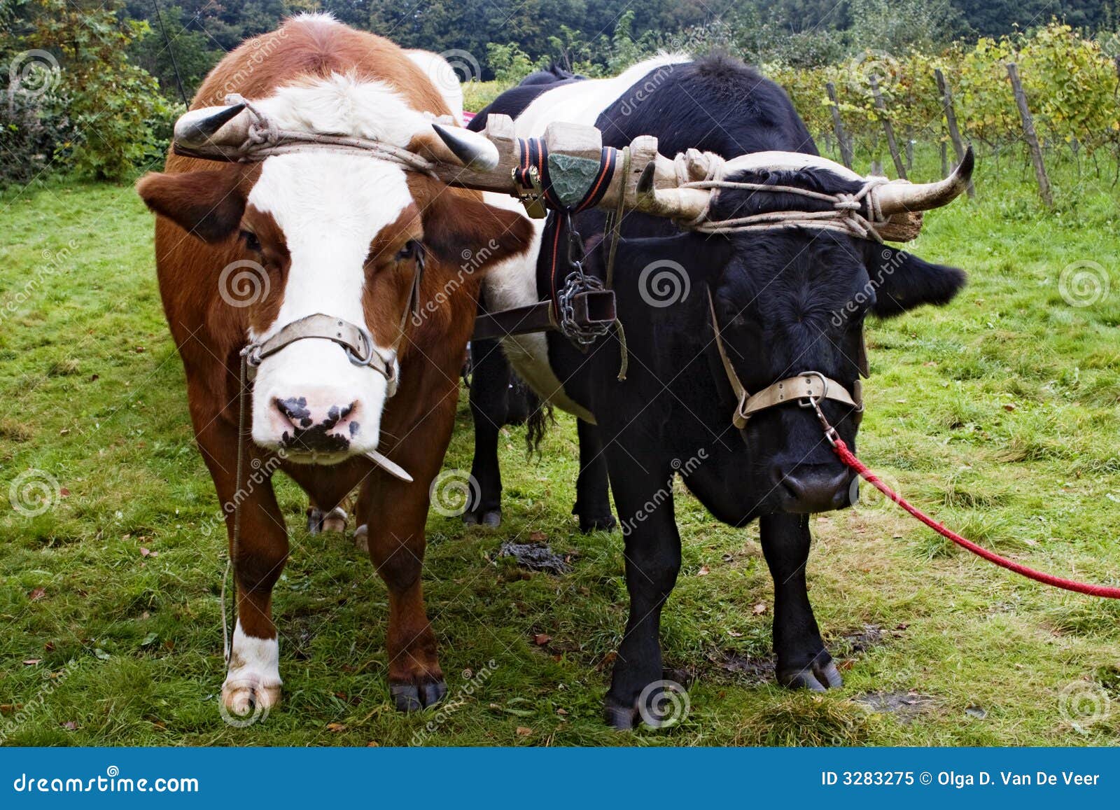Belted ox stock image. Image of male, head, livestock - 3283275