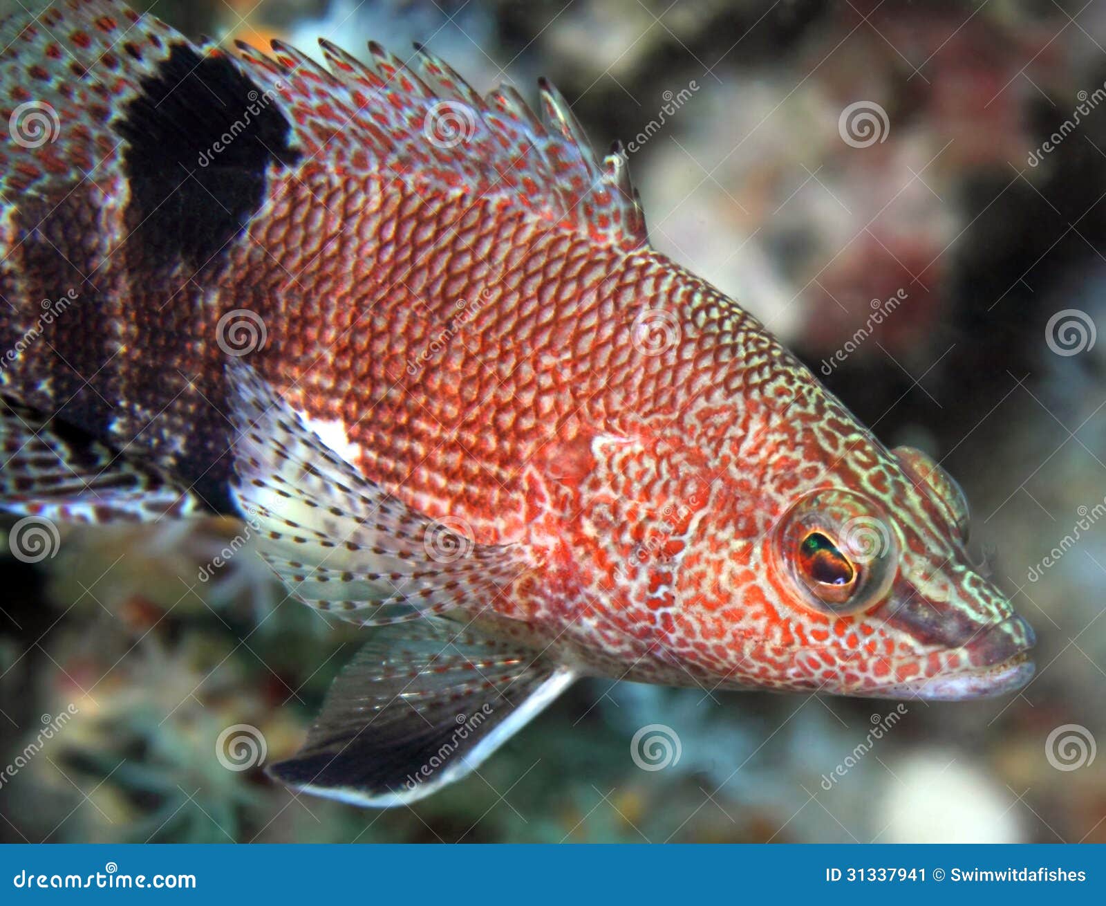 Belted Sandfish stock image. Image of sandfish, fish - 31337941