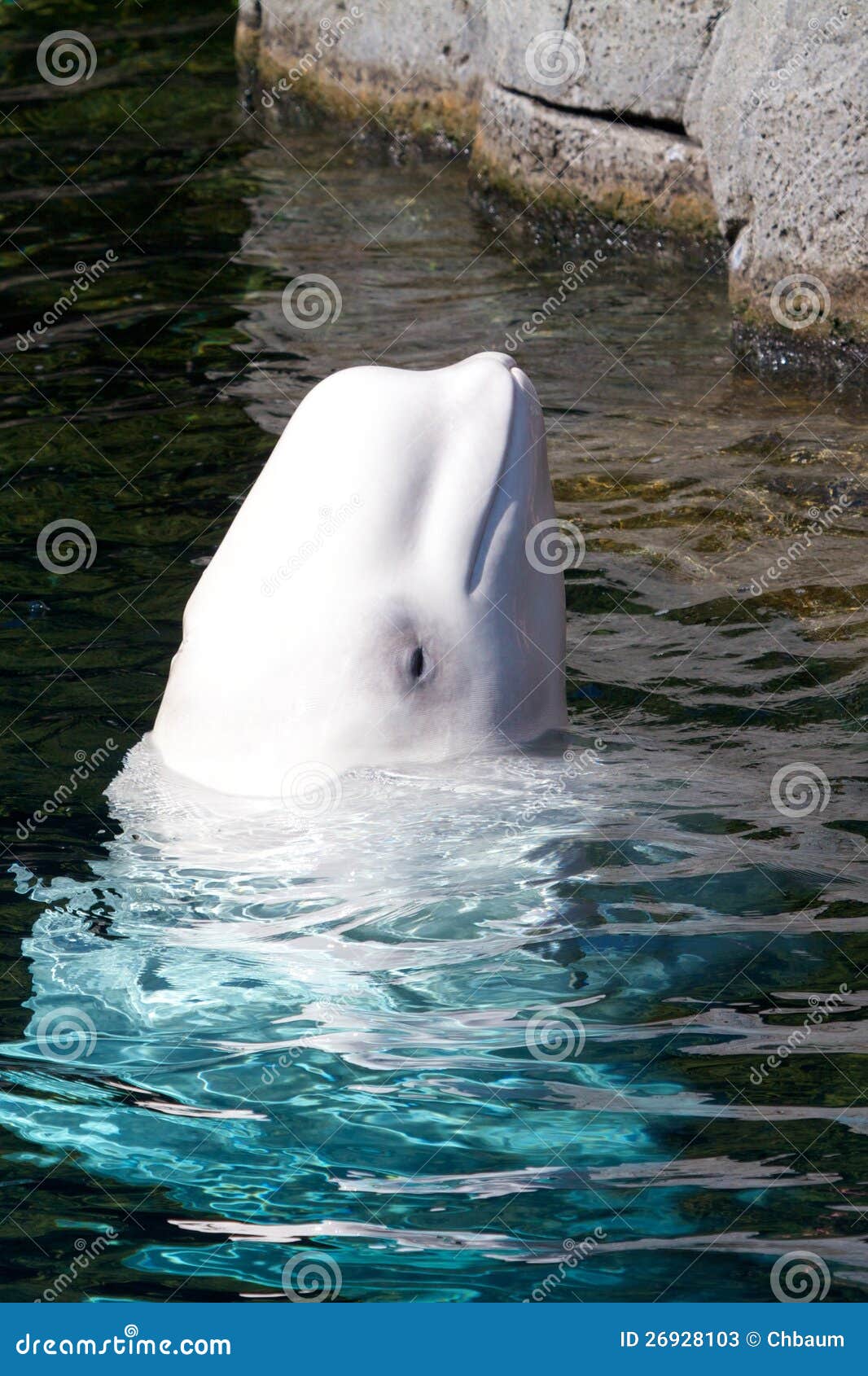 Beluga 1 image stock. Image du mammifère, regard, cheveu - 26928103