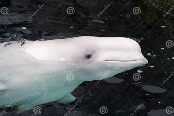Beluga stock image. Image of leucas, delphinapterus, british - 1642357