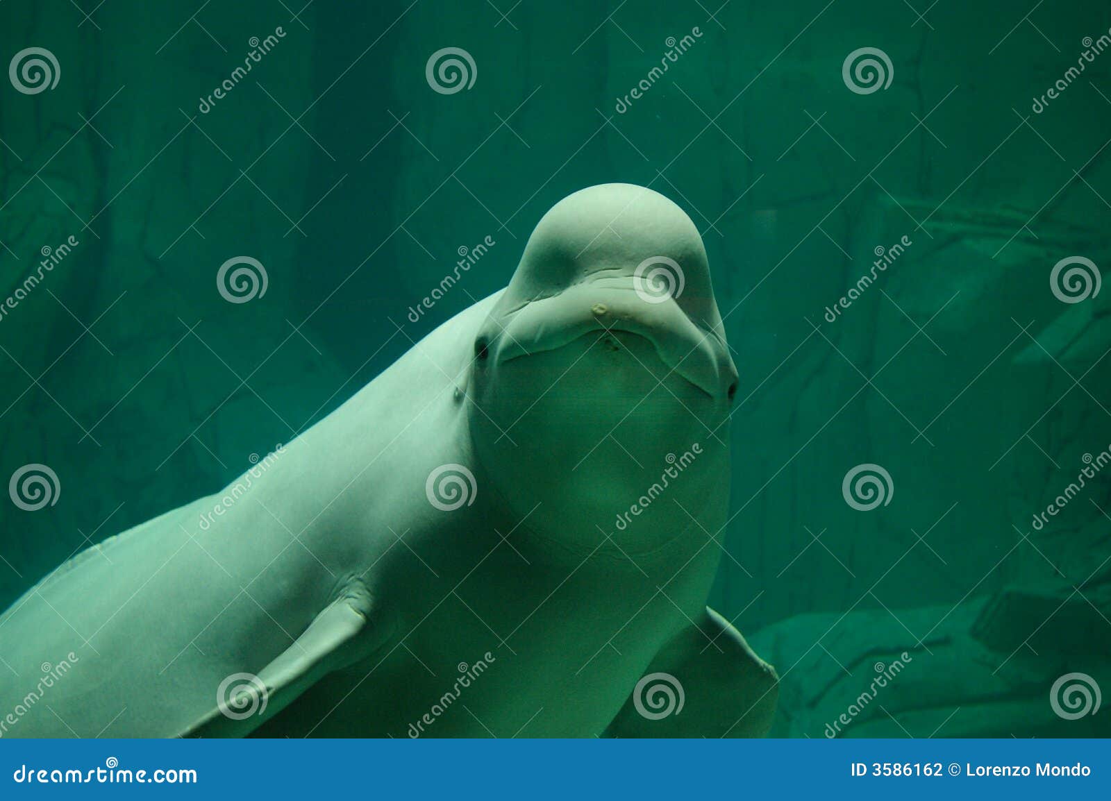 Beluga stock photo. Image of ocean, whale, antartic, pollution - 3586162