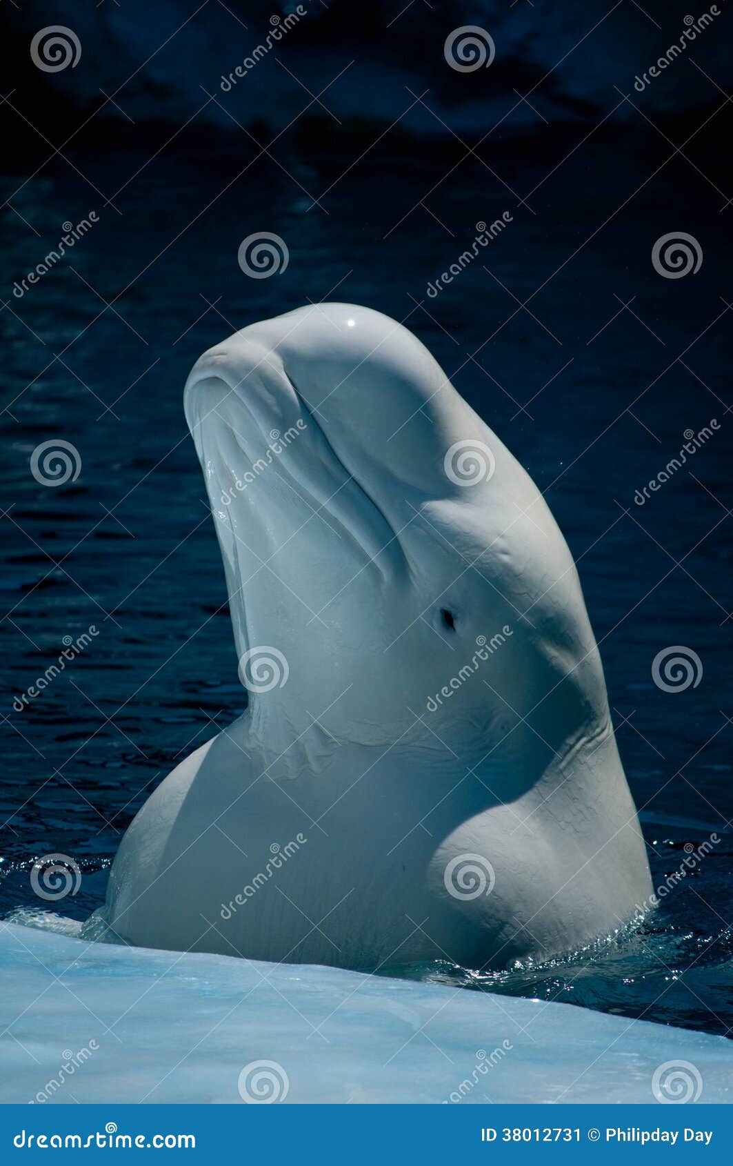 Beluga stock image. Image of antarctic, ocean, wild, mammal - 38012731