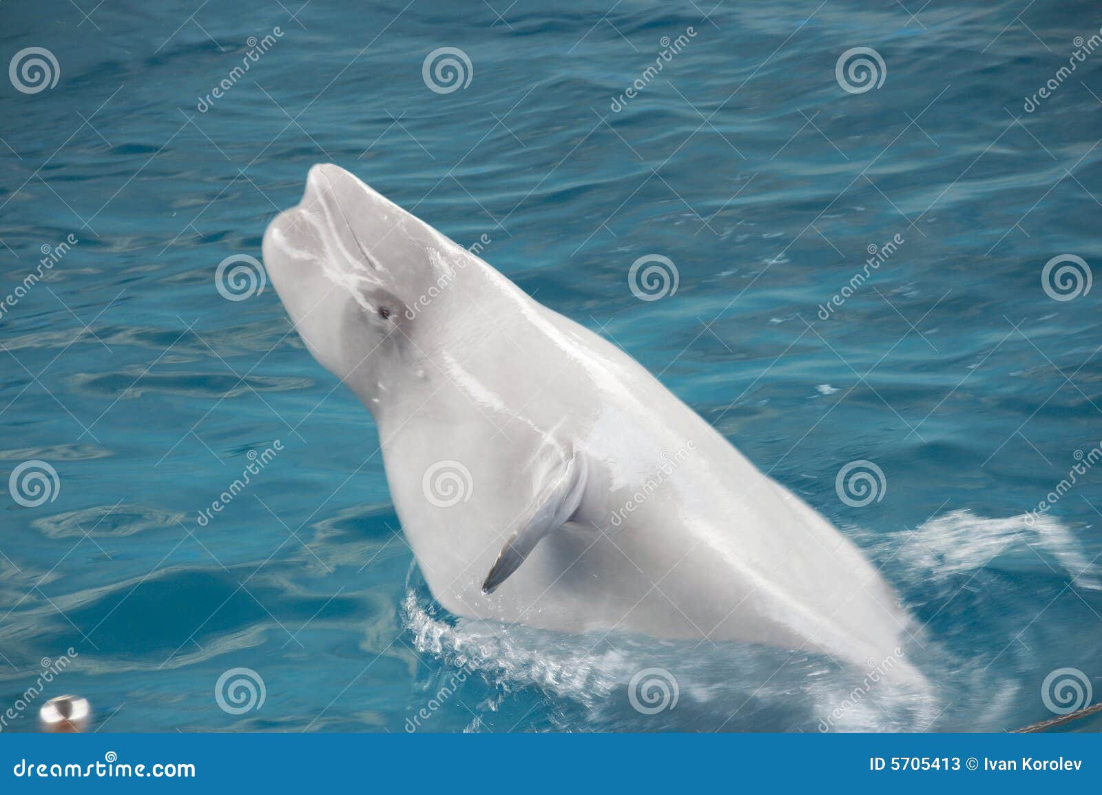 Beluga stock image. Image of beluga, large, animals, nature - 5705413