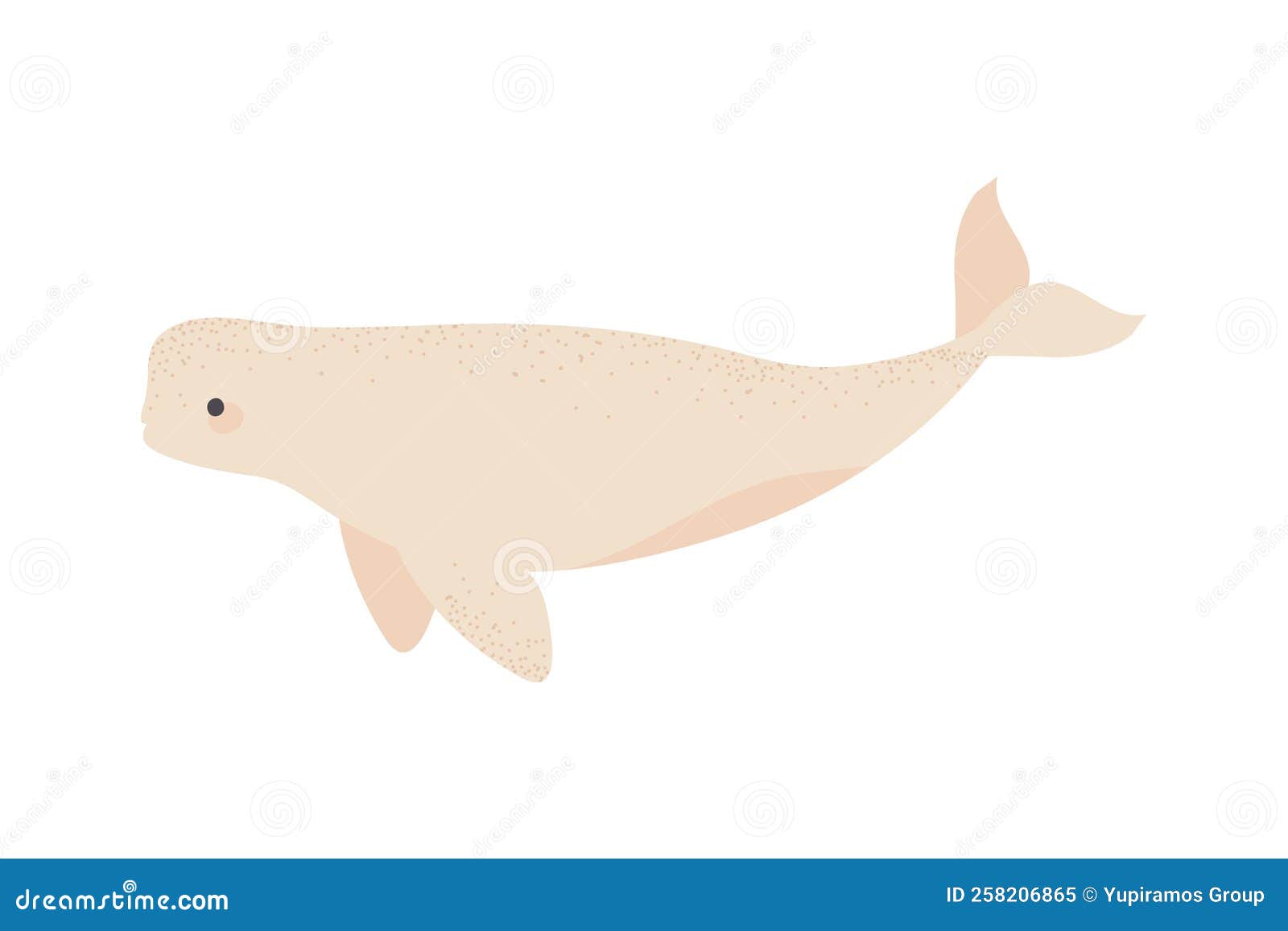 Beluga isolated icon stock vector. Illustration of wildlife - 258206865