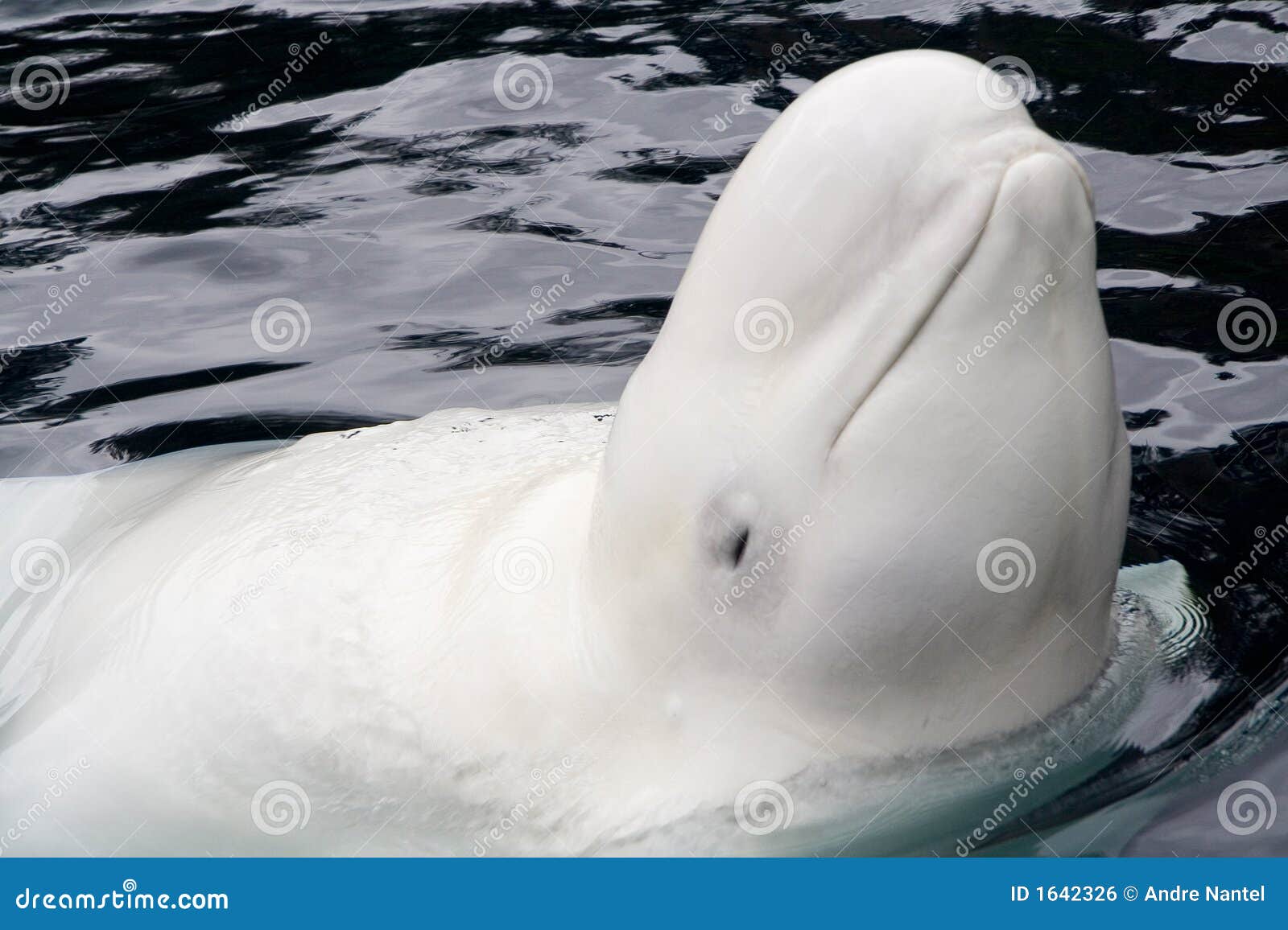 Beluga Lifting its Head stock photo. Image of columbia - 1642326