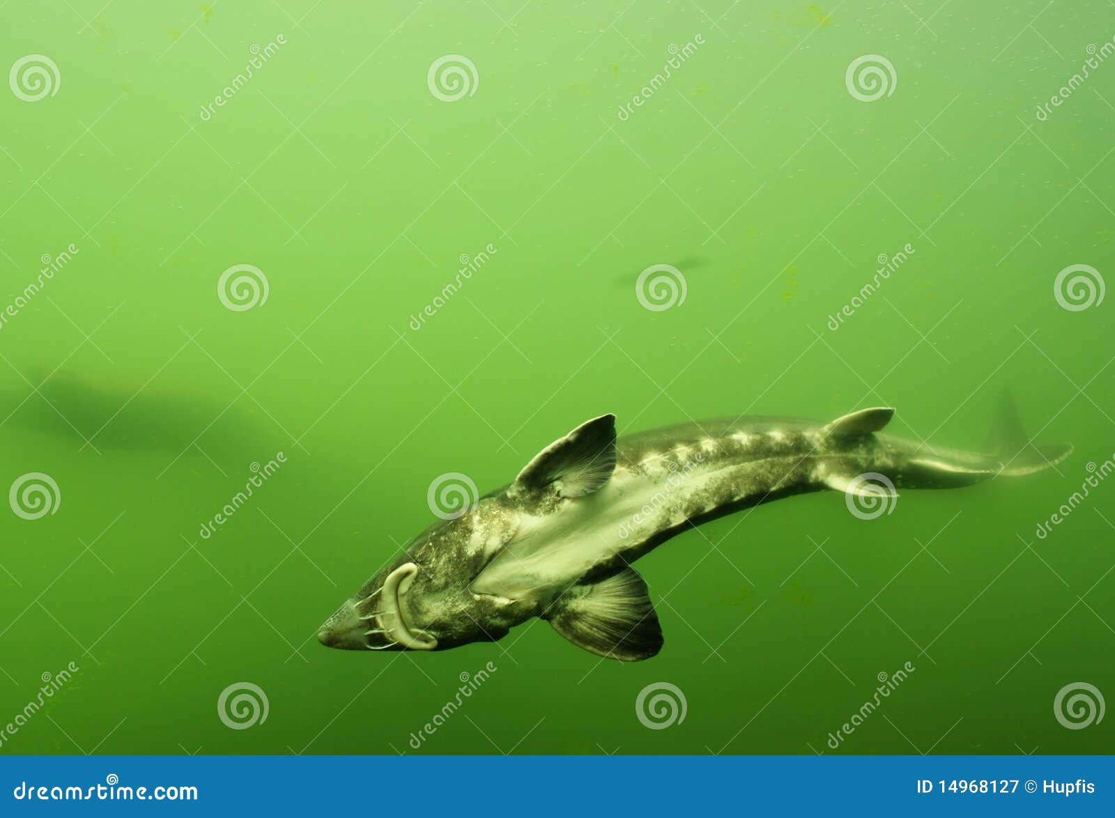 Beluga sturgeon stock image. Image of sturgeon, shark - 14968127