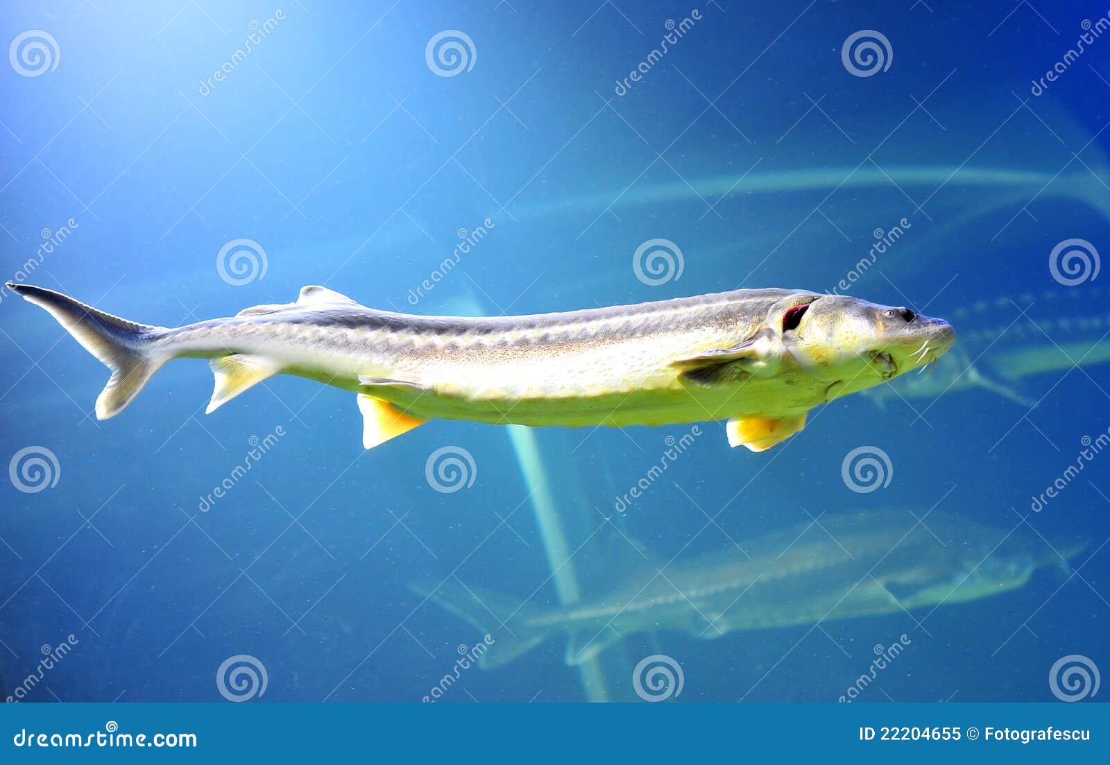 Beluga sturgeon fish stock image. Image of green, animal - 22204655